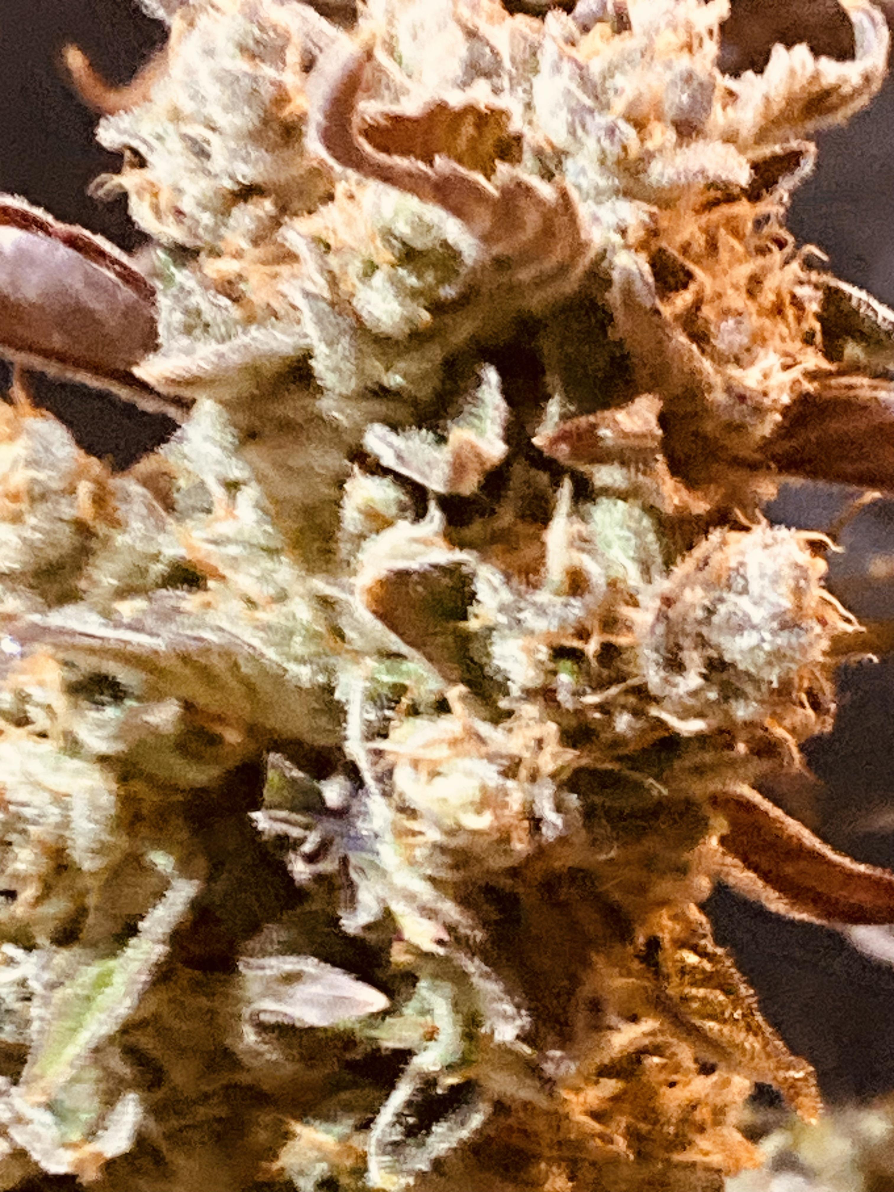 Speedrun Mystery Seed | Scrolller