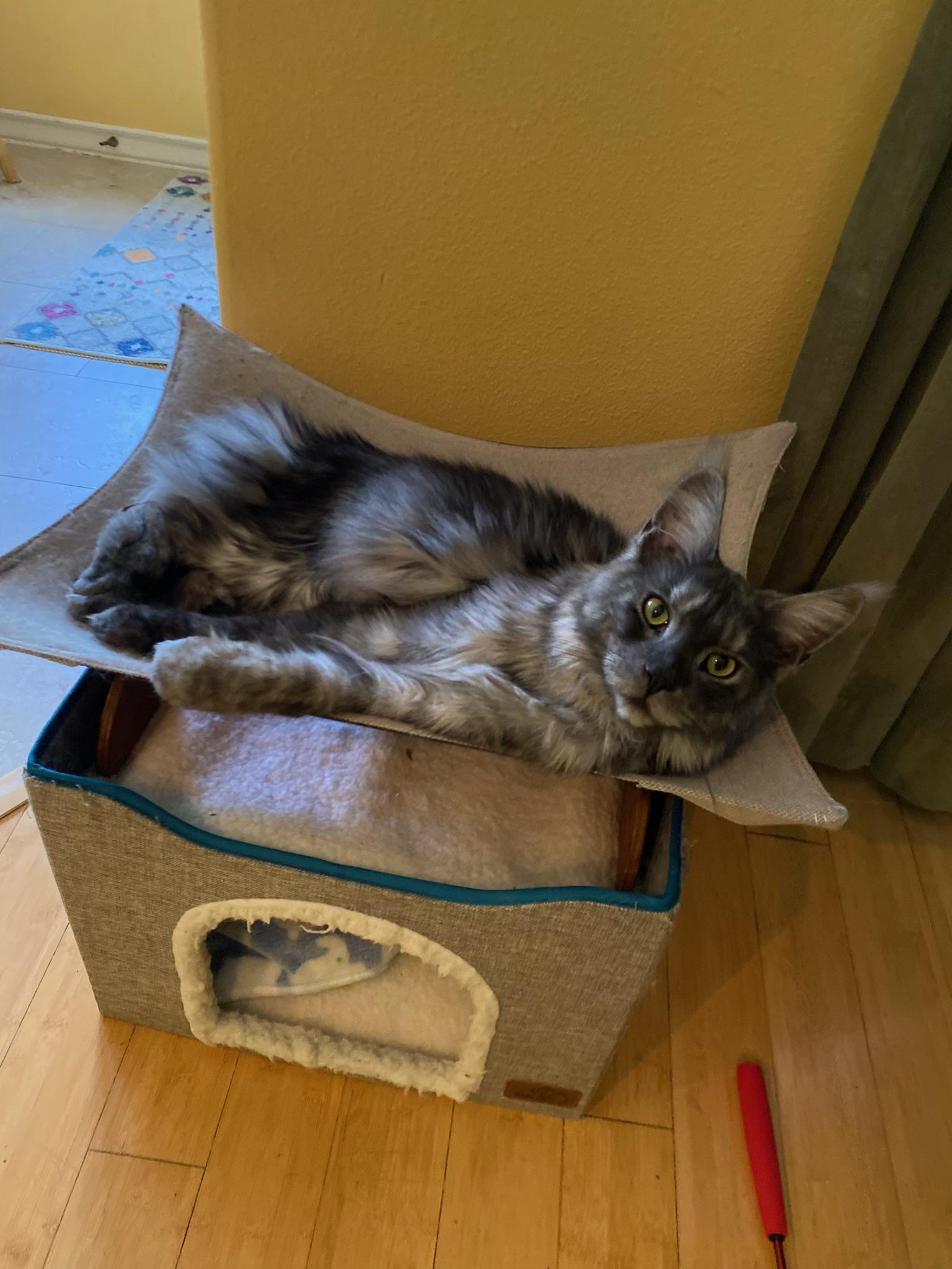 Floofy friends furever 😻 | Scrolller