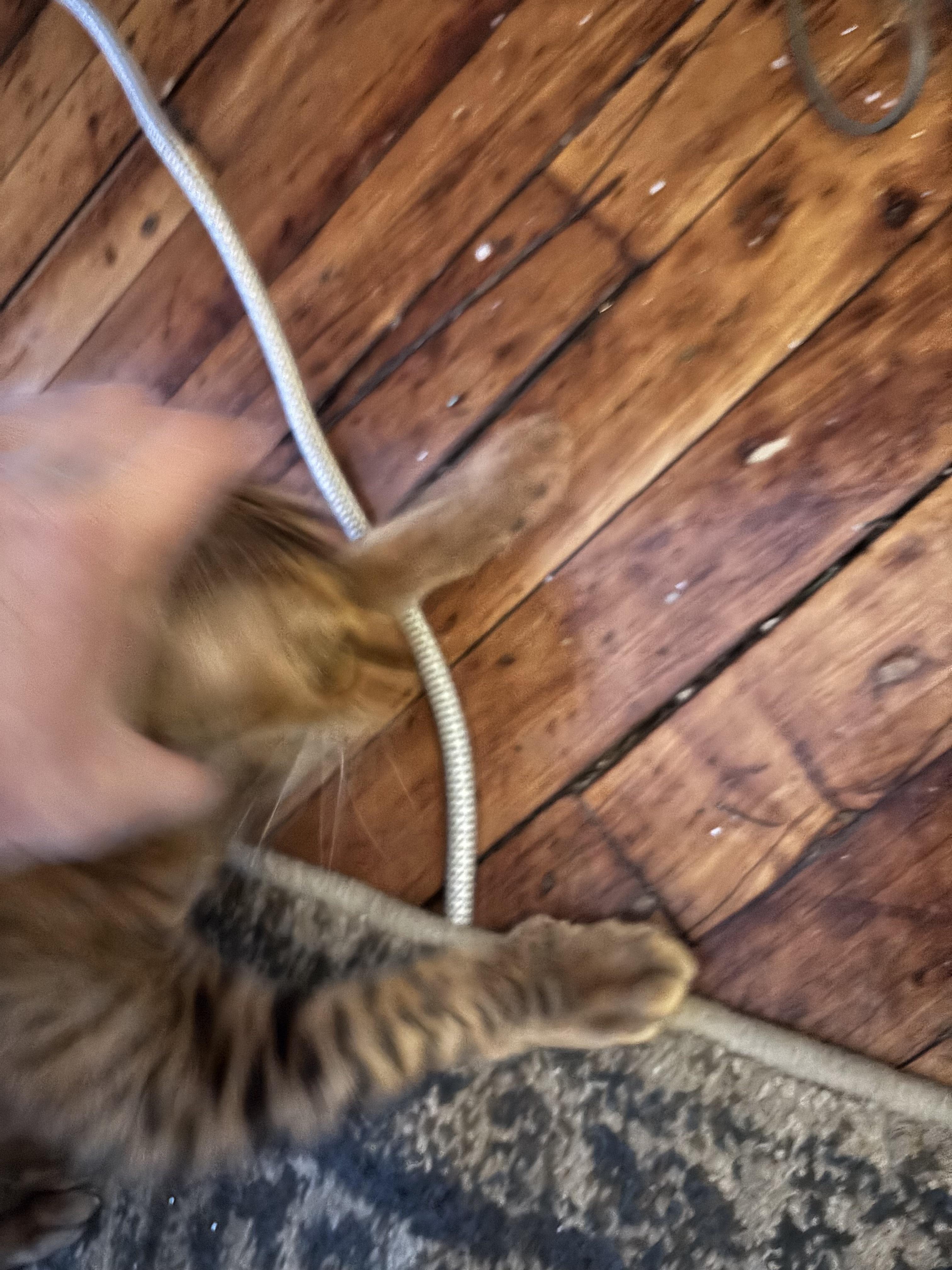 Tree eater loses ear privileges | Scrolller