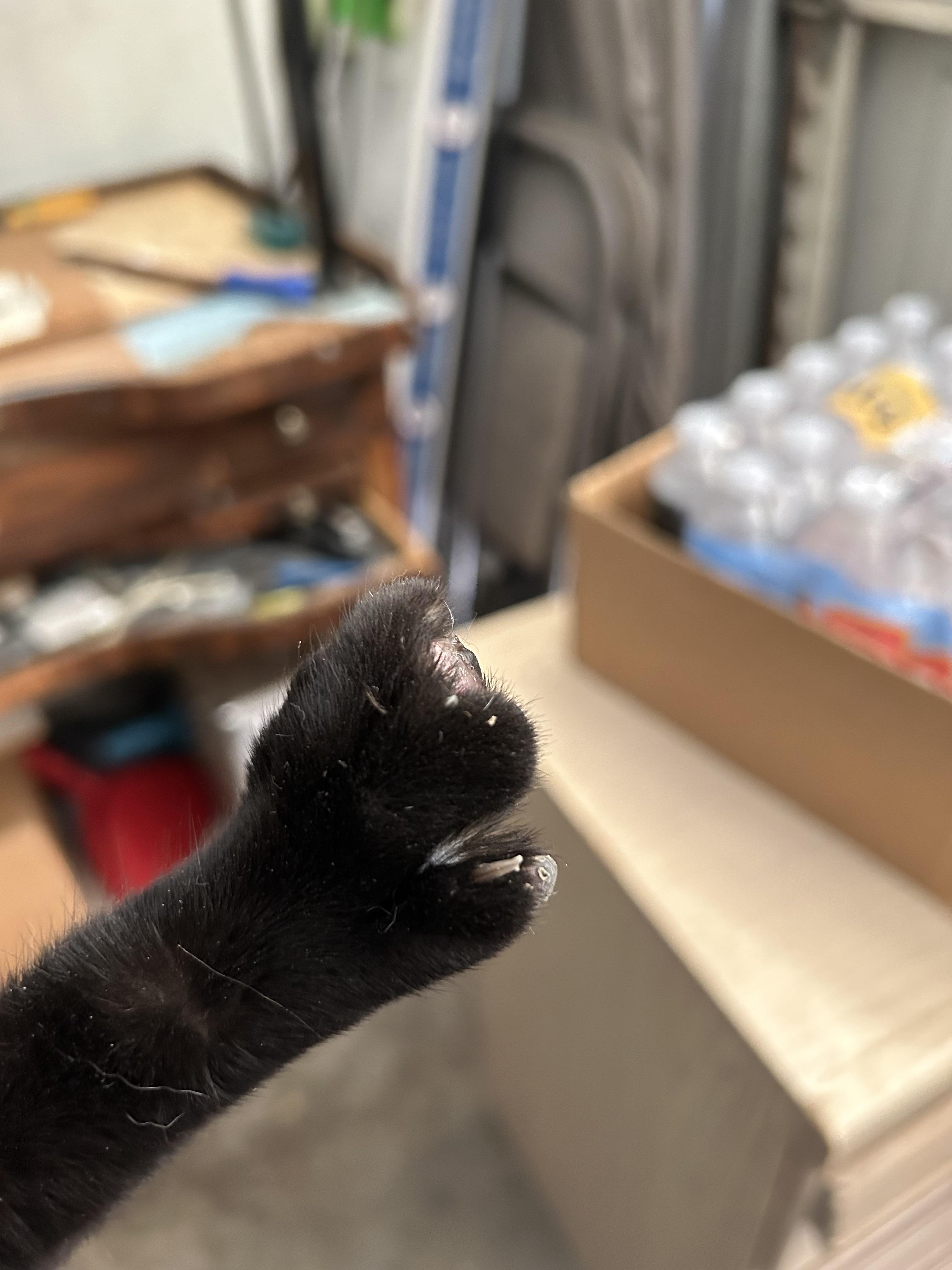 Cats got into a fight | Scrolller