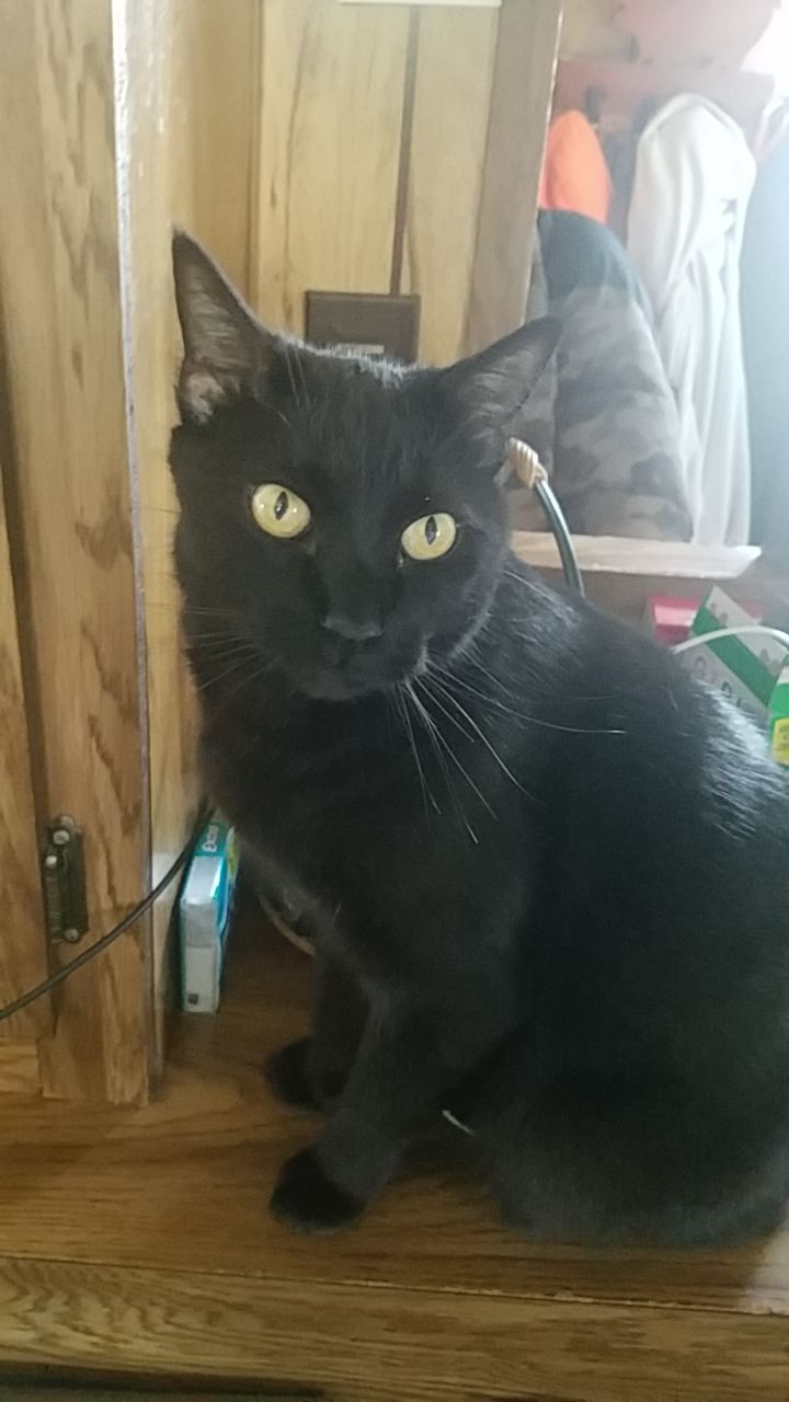 (oc) my cat on my porch and on my cabinet | Scrolller