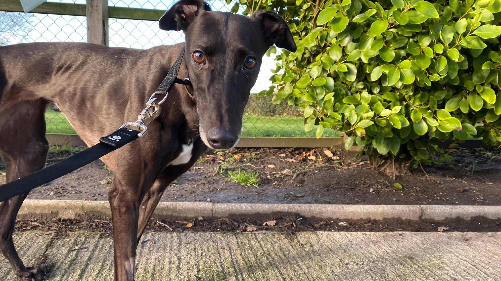 Discover more like Greyhounds: 2 years ago today we took in Echo as a ‘foster’.. and Related ...