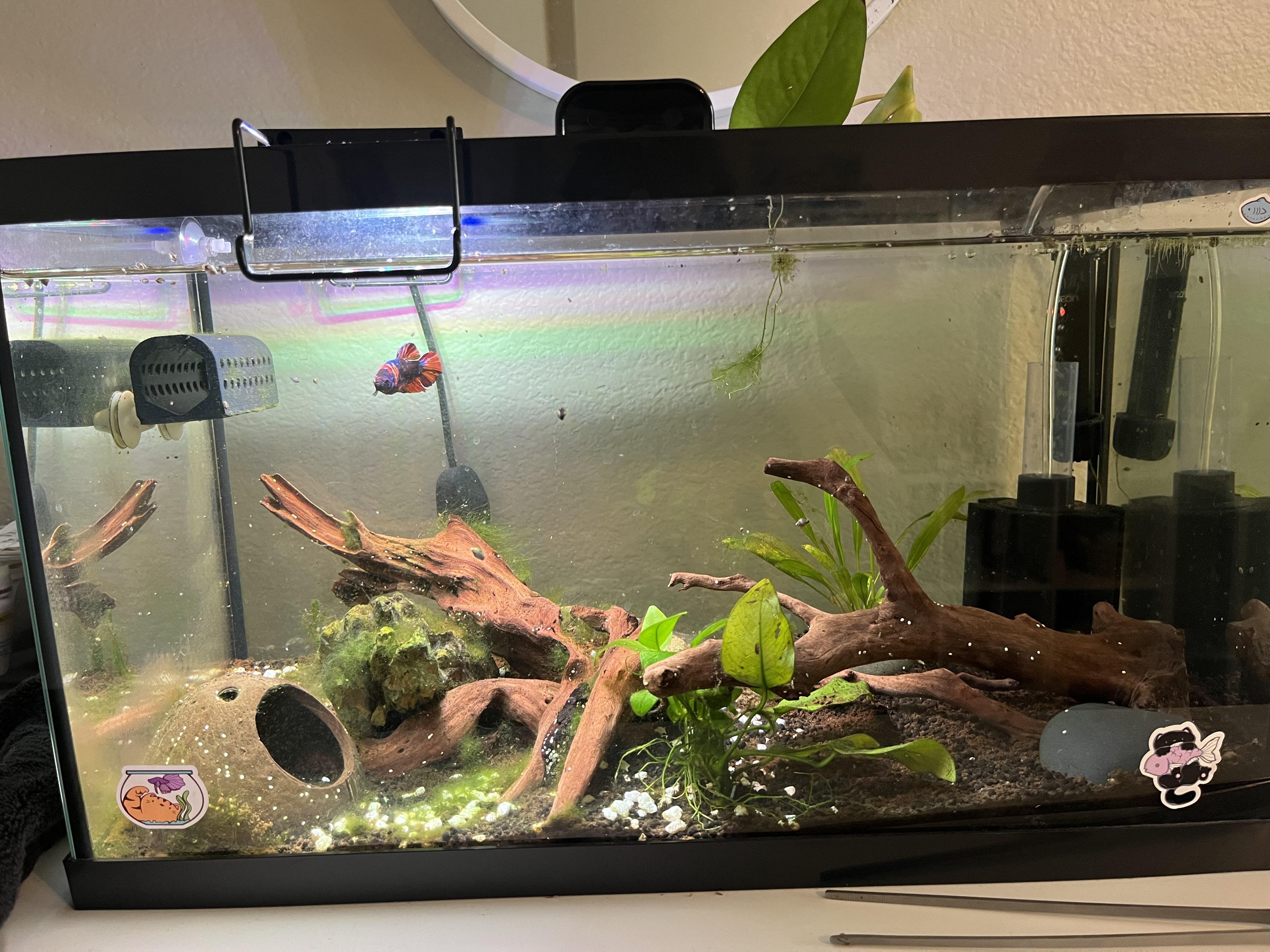 Before and after of my betta fish’s aquarium rescape!!!!! | Scrolller
