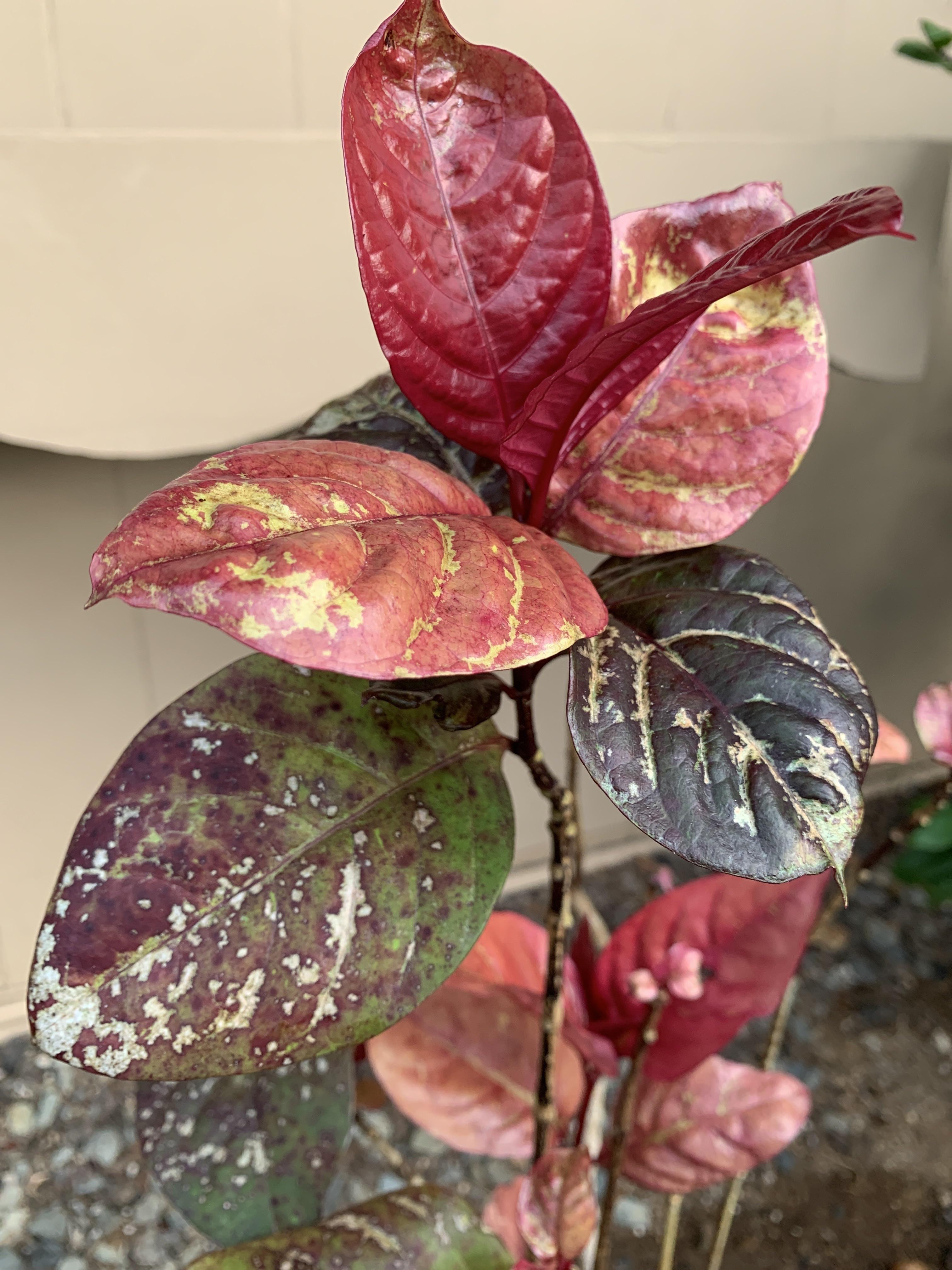 Help identifying | Scrolller