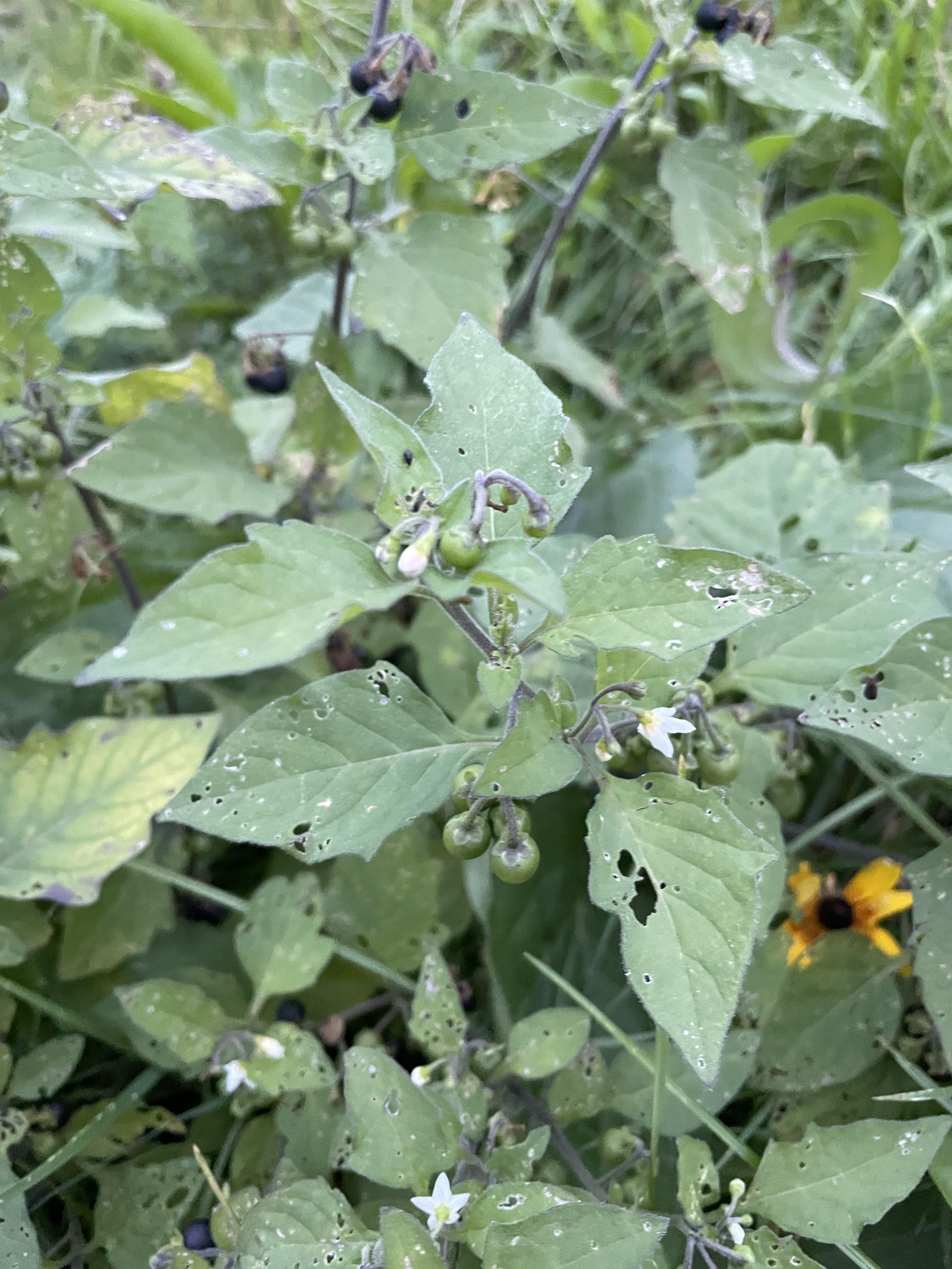 What’s this growing in my meadow? | Scrolller