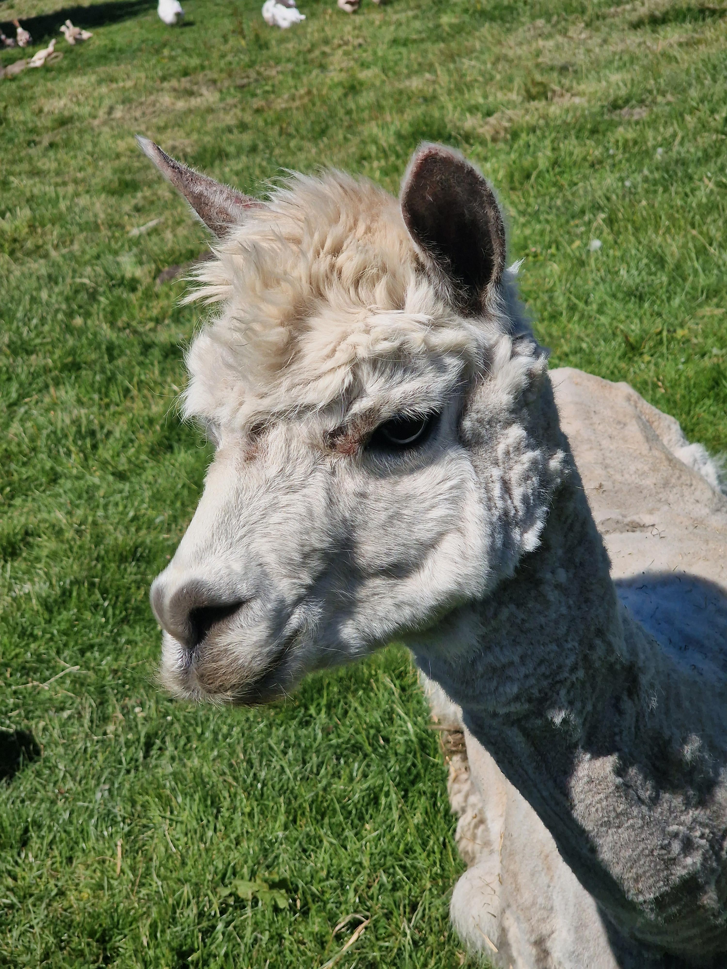 Little Llamas (OC) | Scrolller