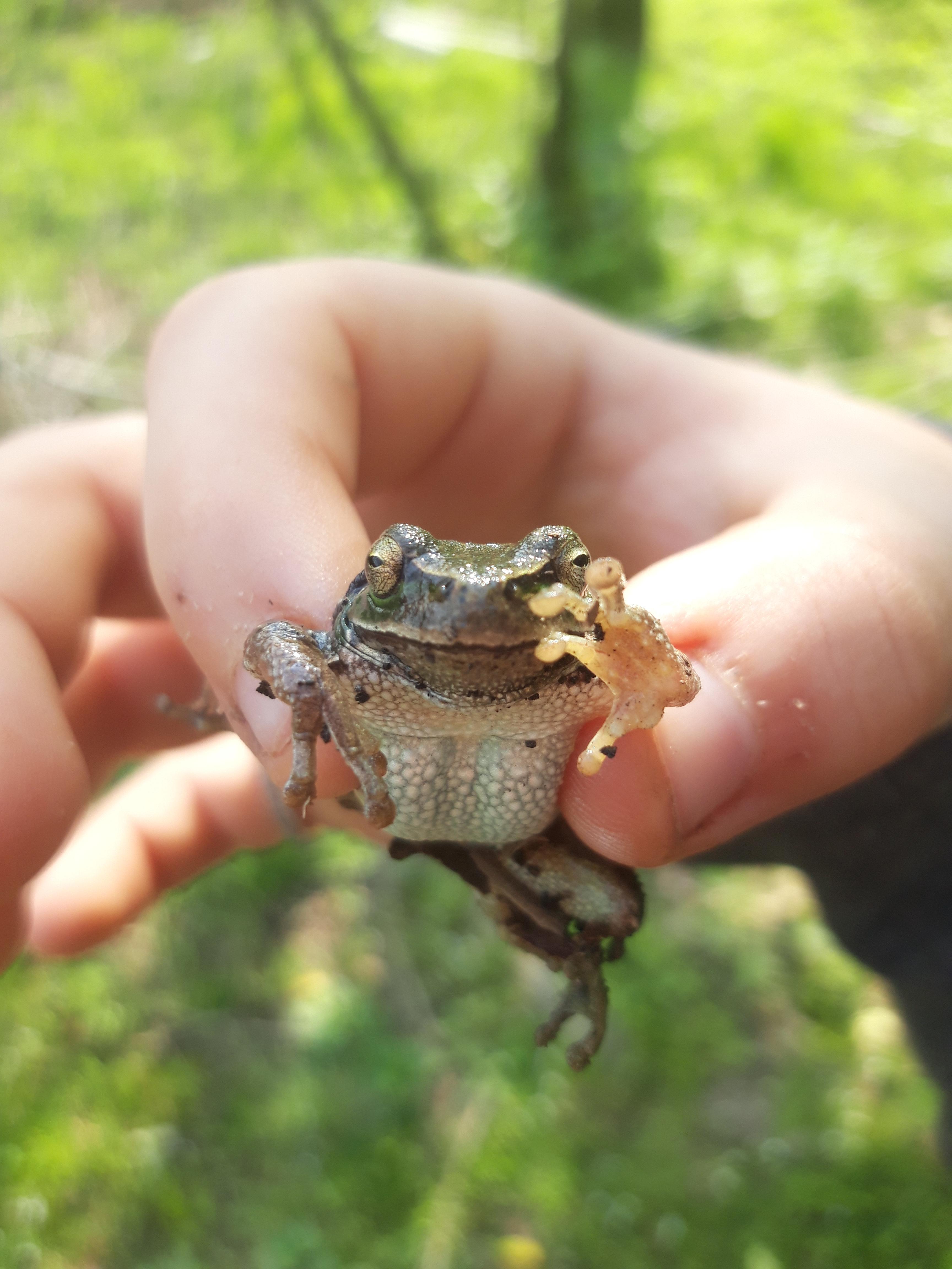 I caught a frog | Scrolller