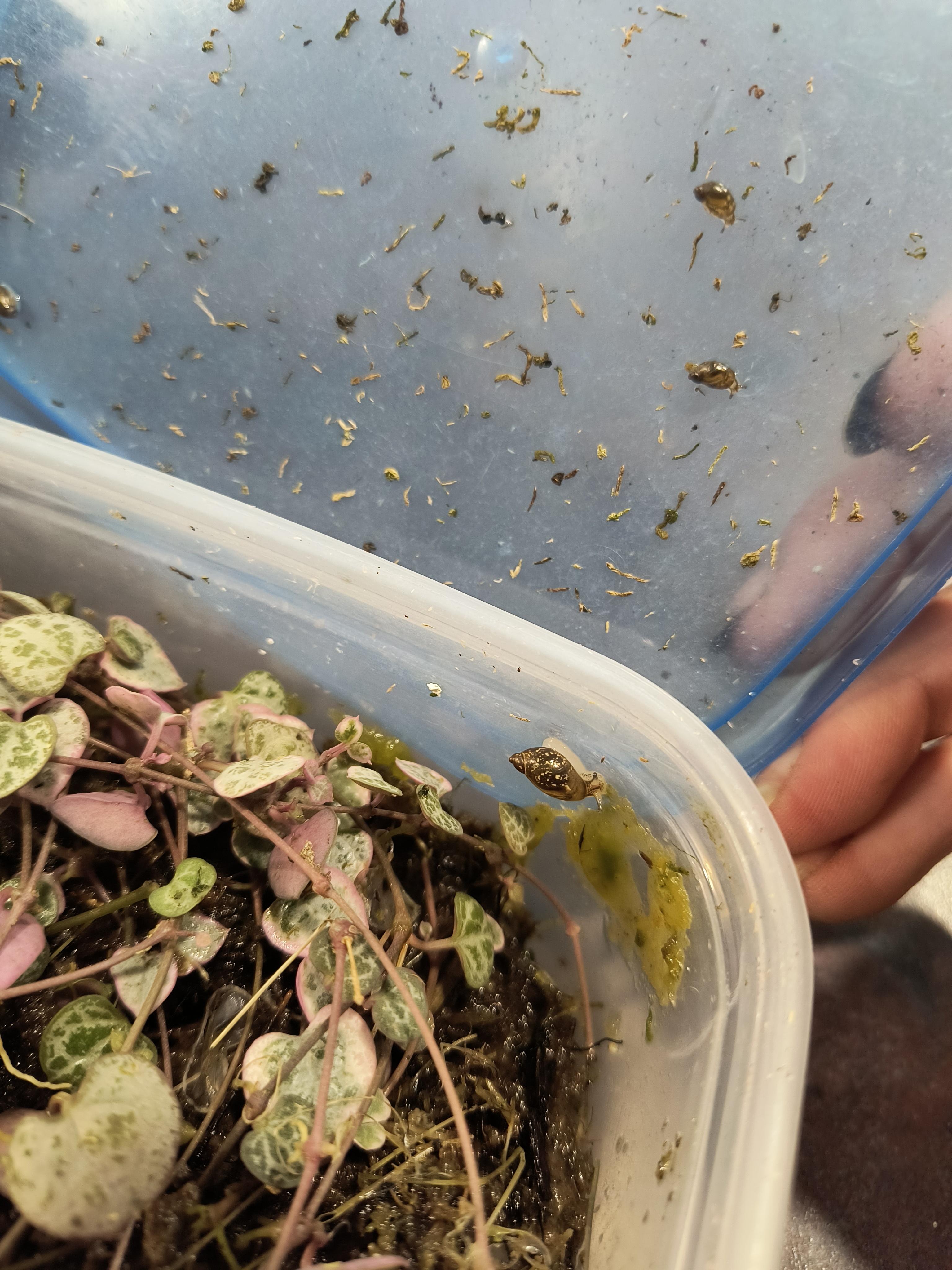 String of hearts propagation success! | Scrolller