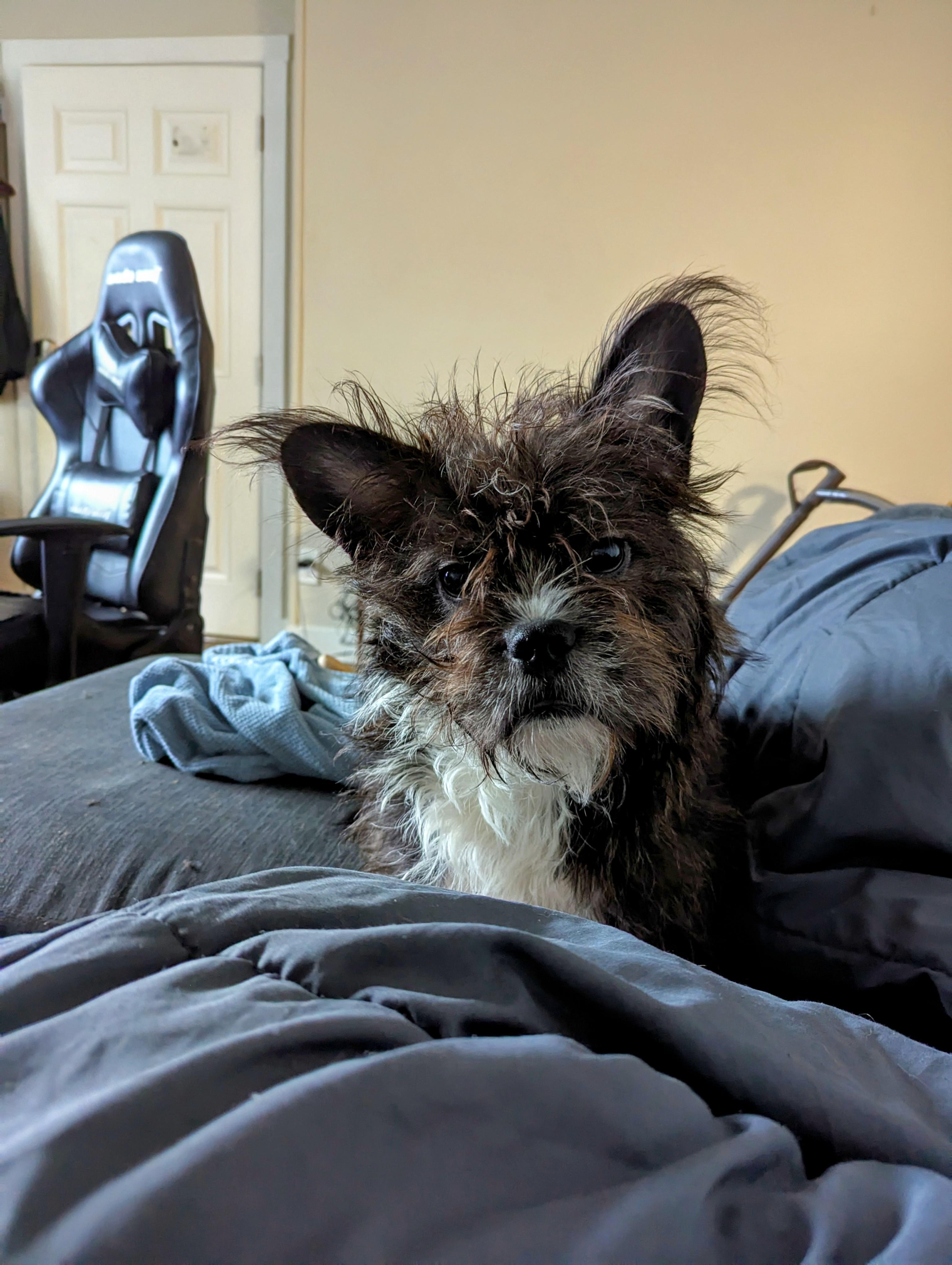 Goofy little Ootie | Scrolller