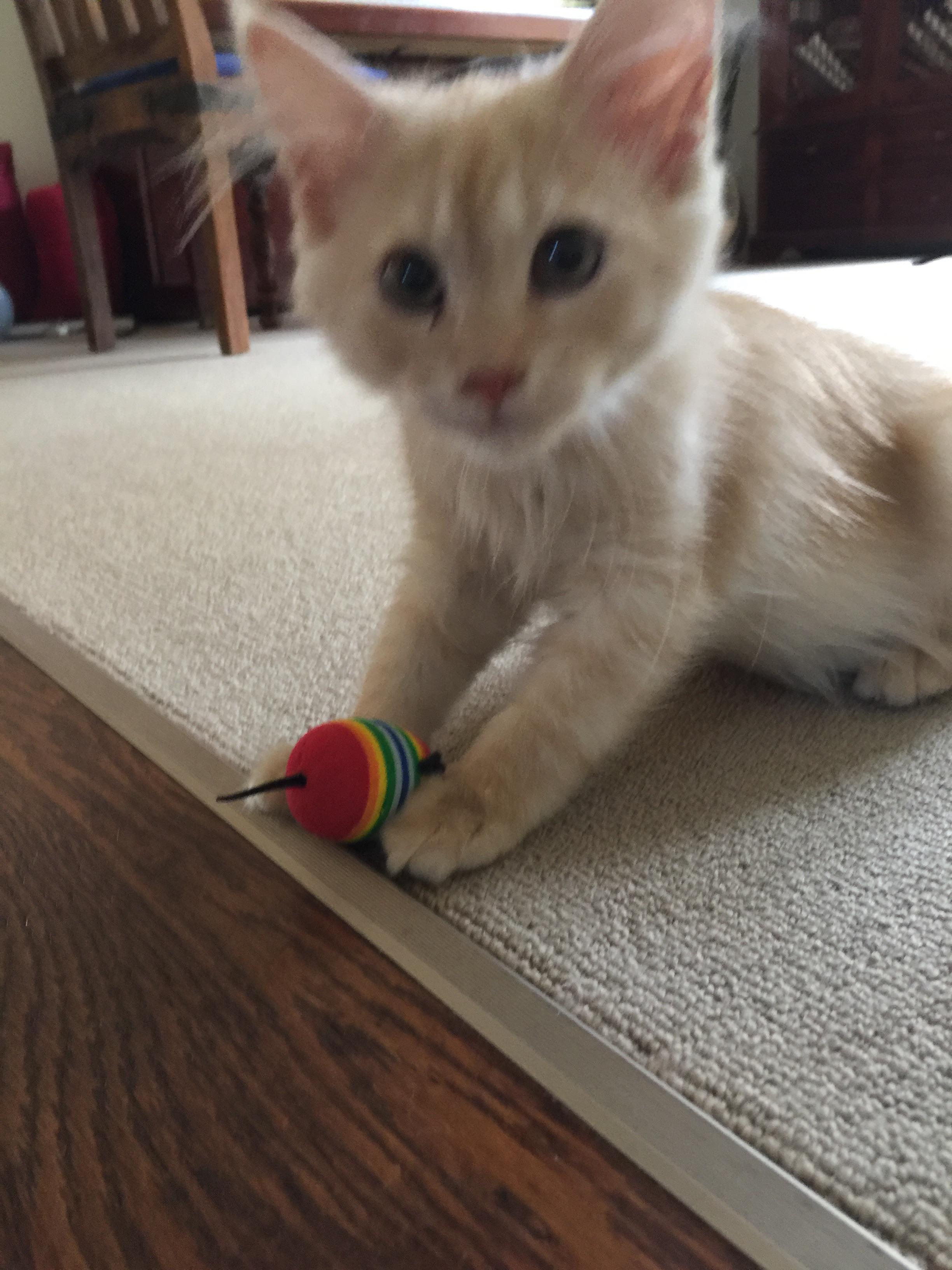 Casper and Cookie | Scrolller