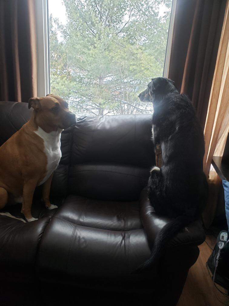 Some pictures of my boxer mix Zeus and my shepard mix Chloe | Scrolller