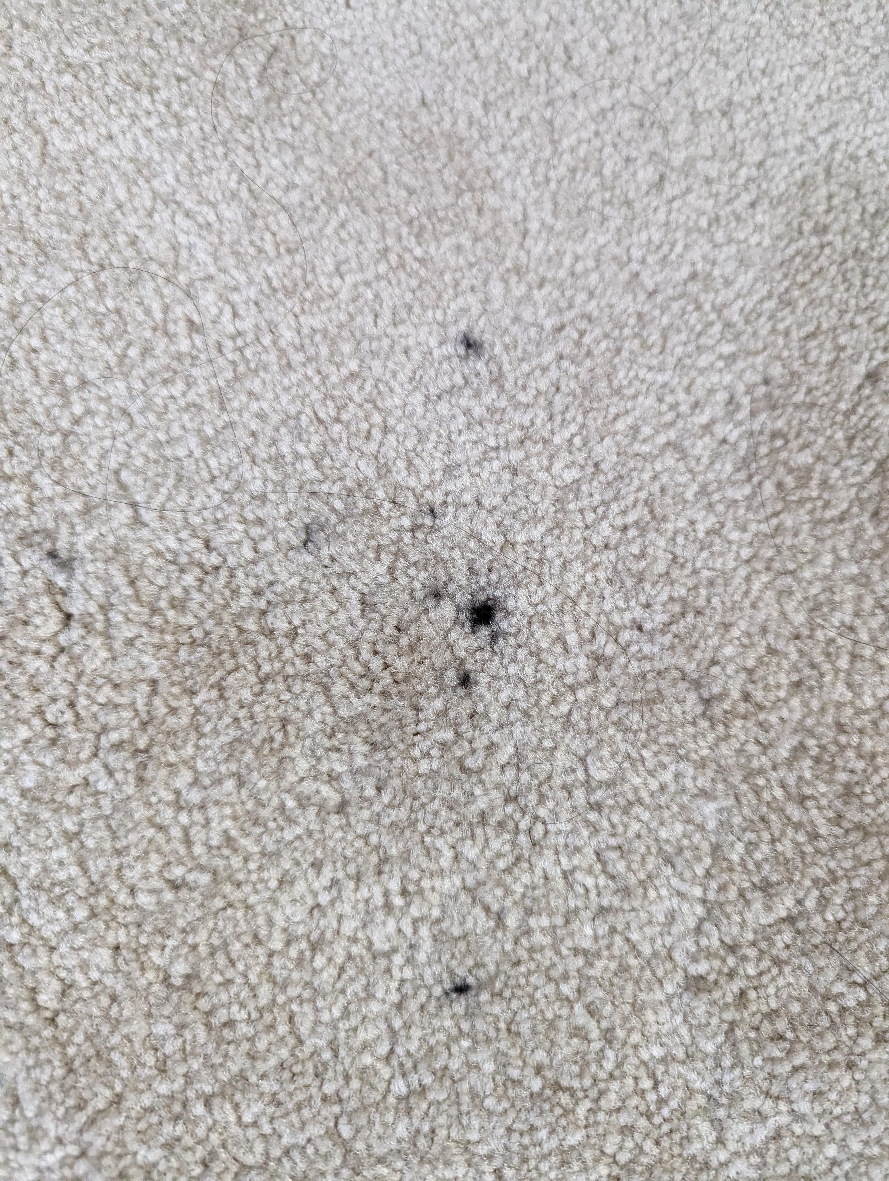 Black Spots On Carpet