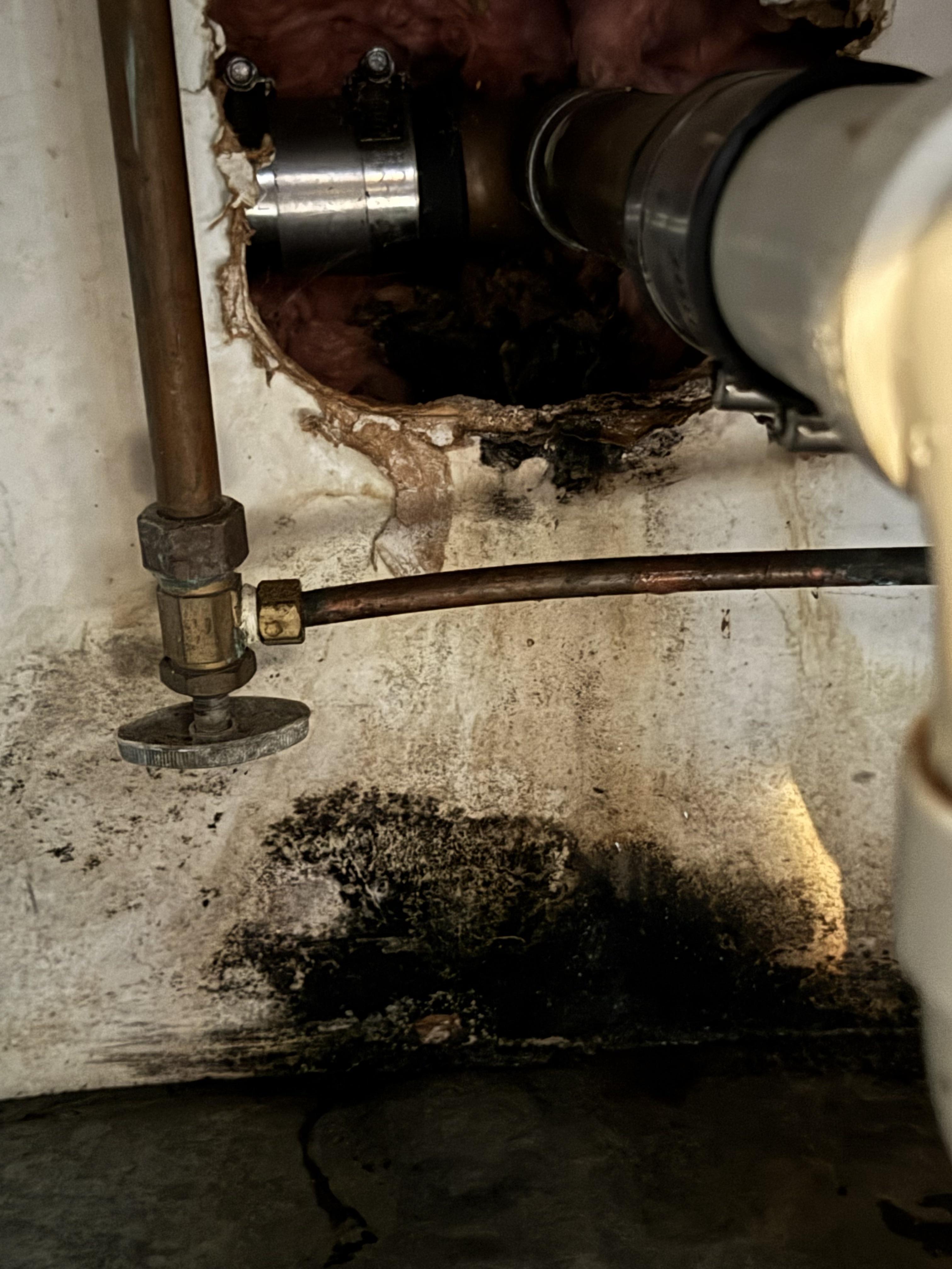 Is this mold? | Scrolller