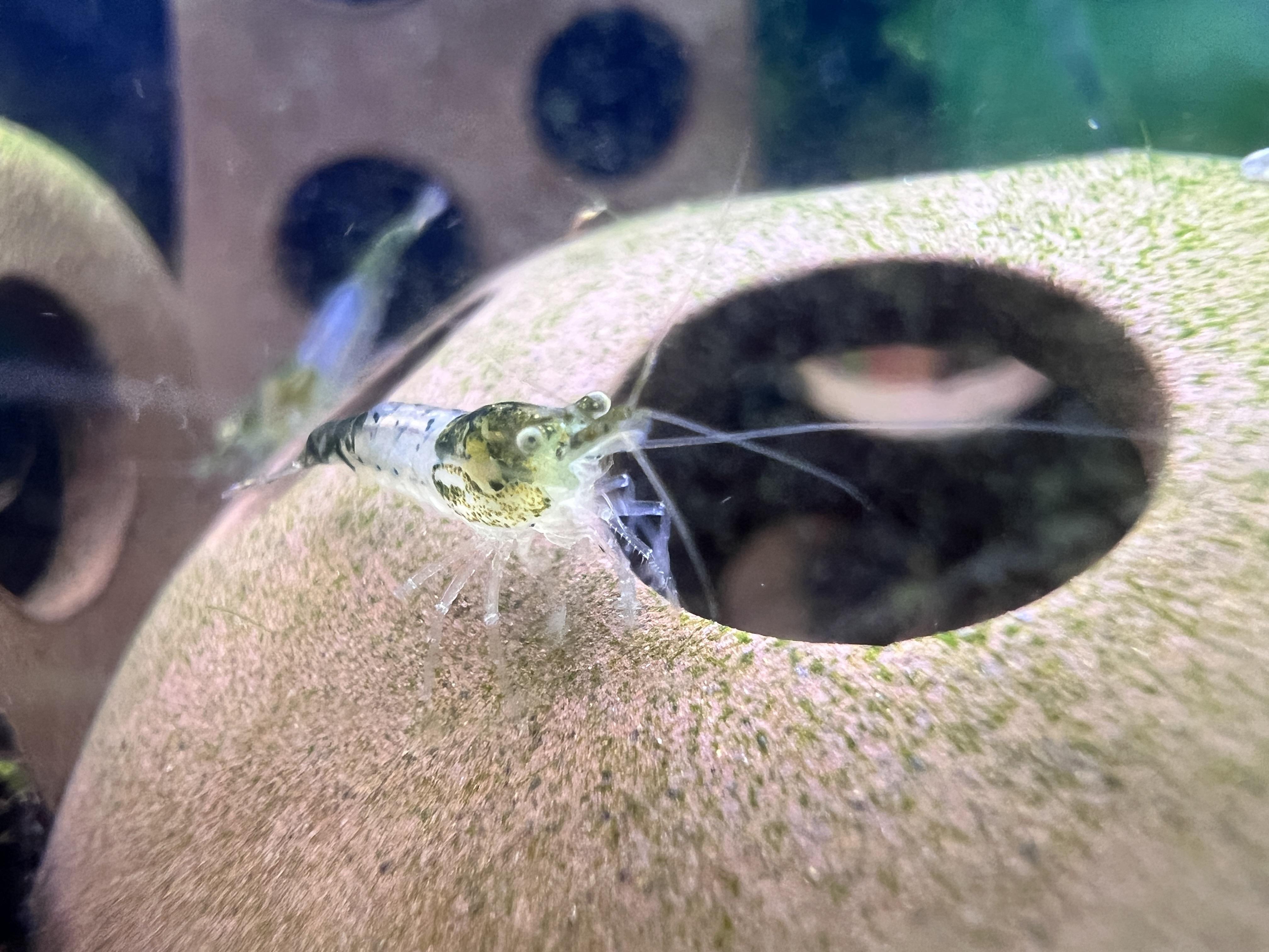 These are my green rili shrimp | Scrolller