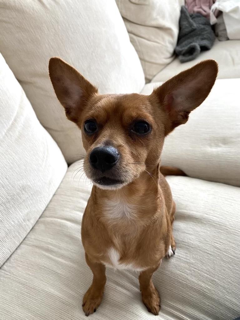 Discover more like Dogpictures: Meet Bruno! and Related Content | Scrolller