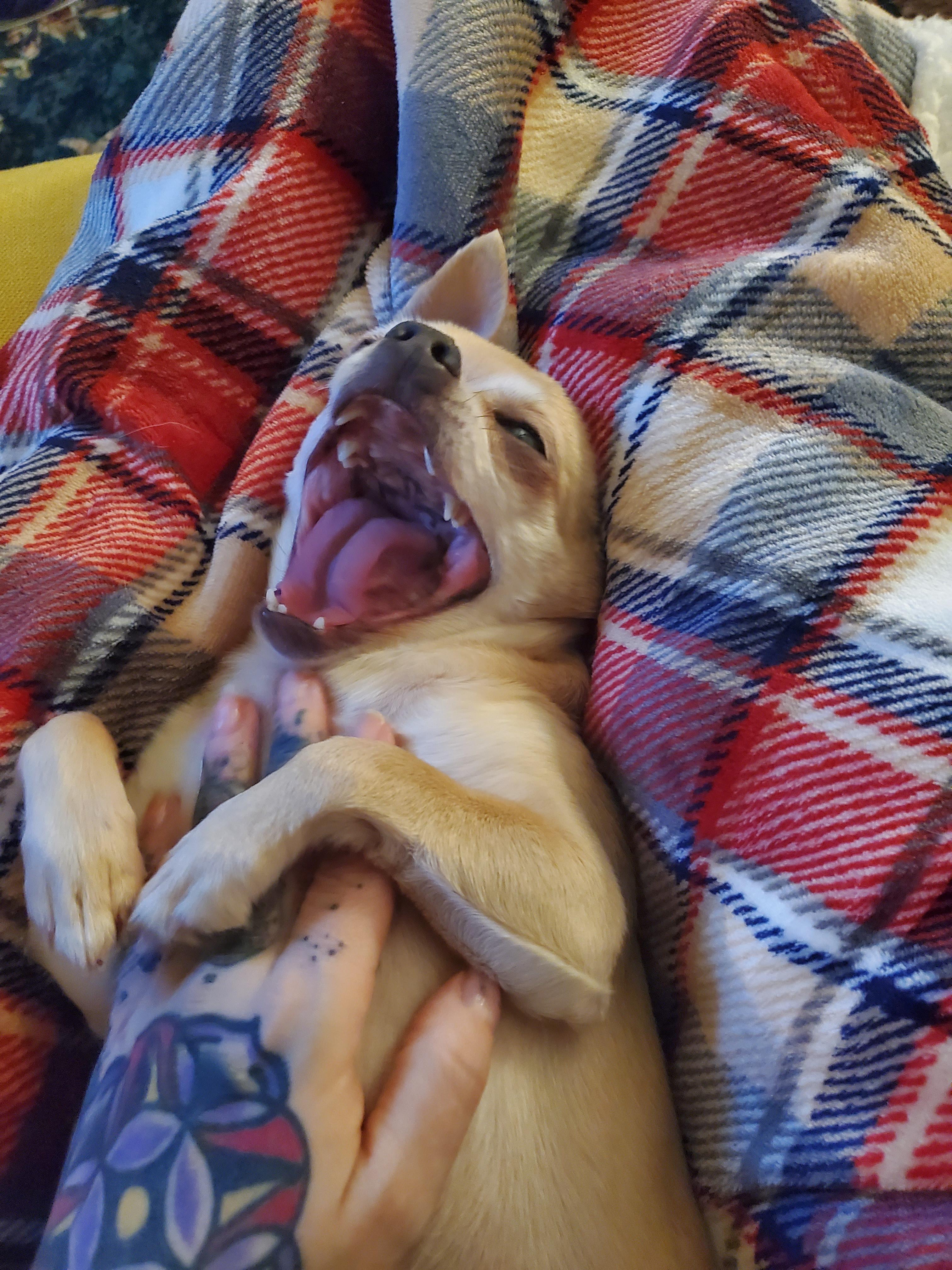 We've Got A Ticklish Spot | Scrolller