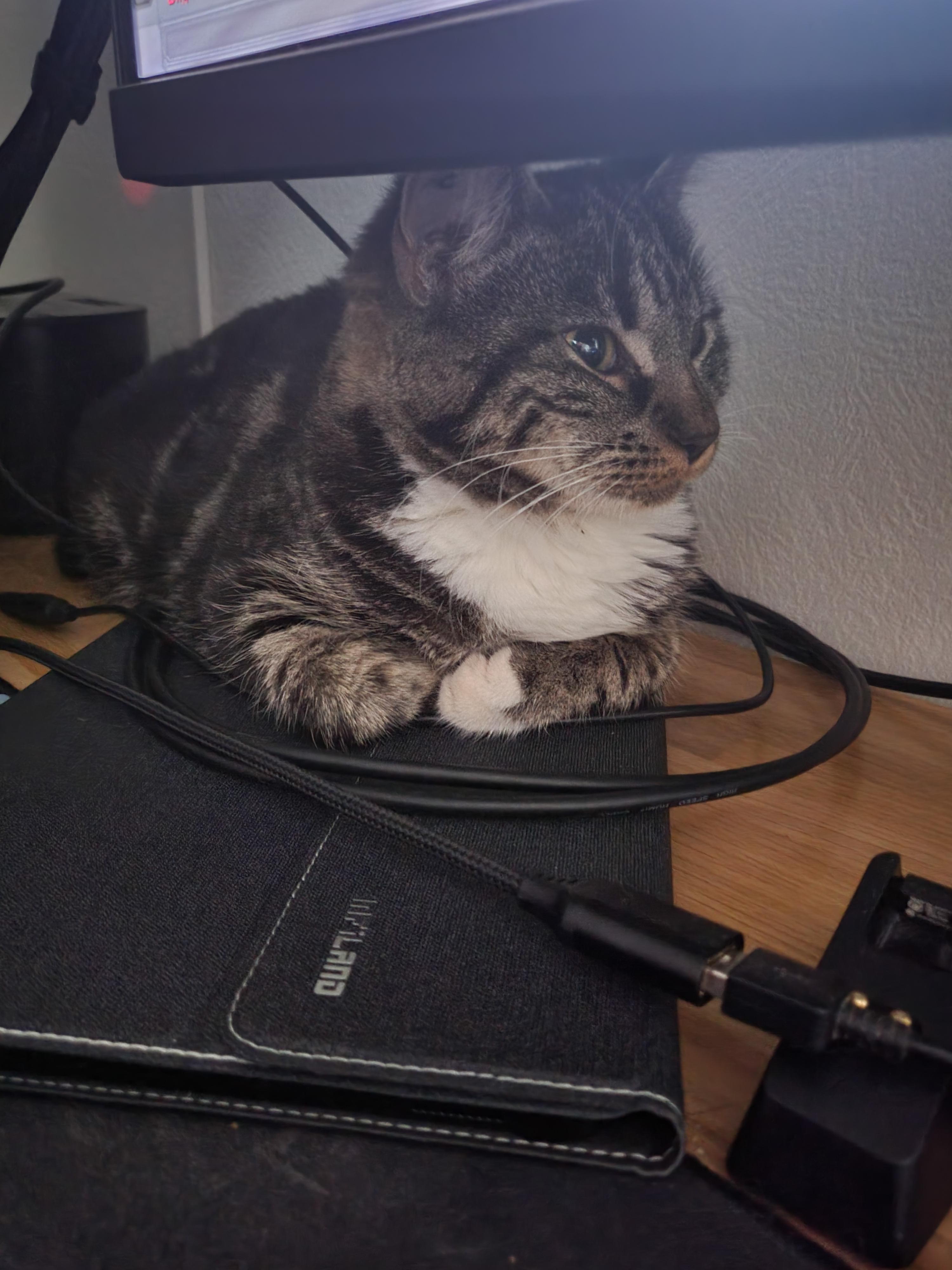 [oc] Suki, my precious lil fluff | Scrolller