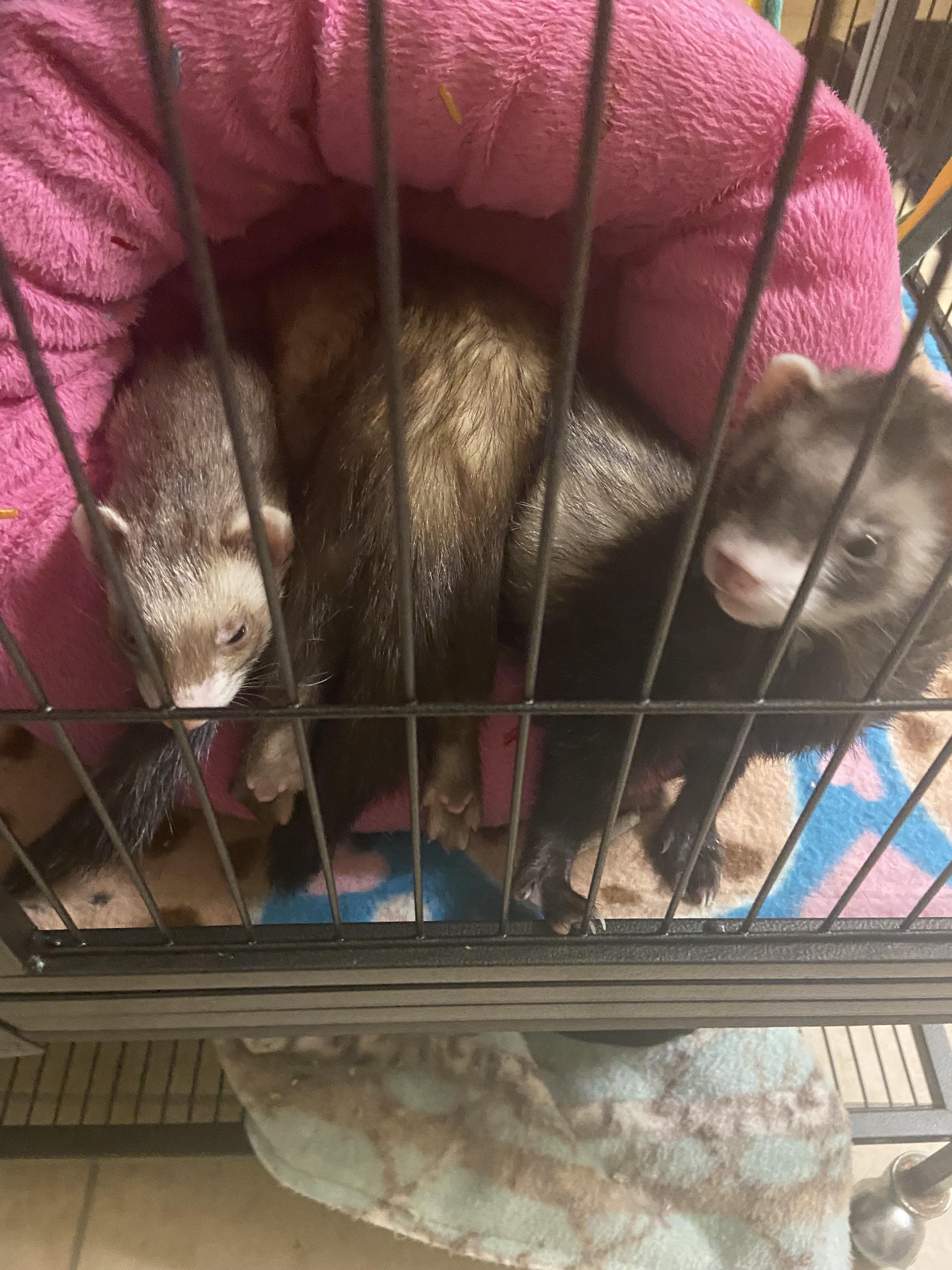 Izzy and ozzy compilation | Scrolller