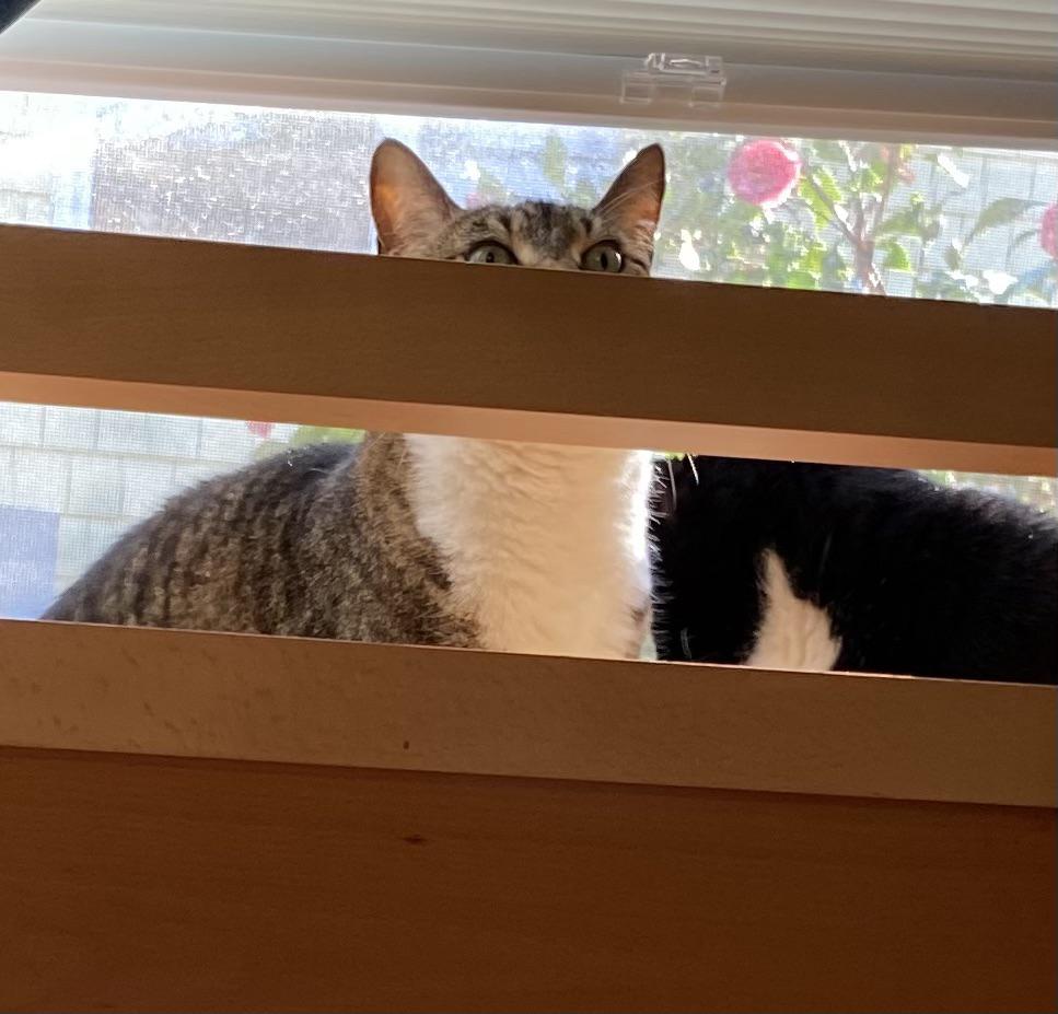 Discover more like Cats: Annie and Mr O’Boo BFF and Related Content | Scrolller