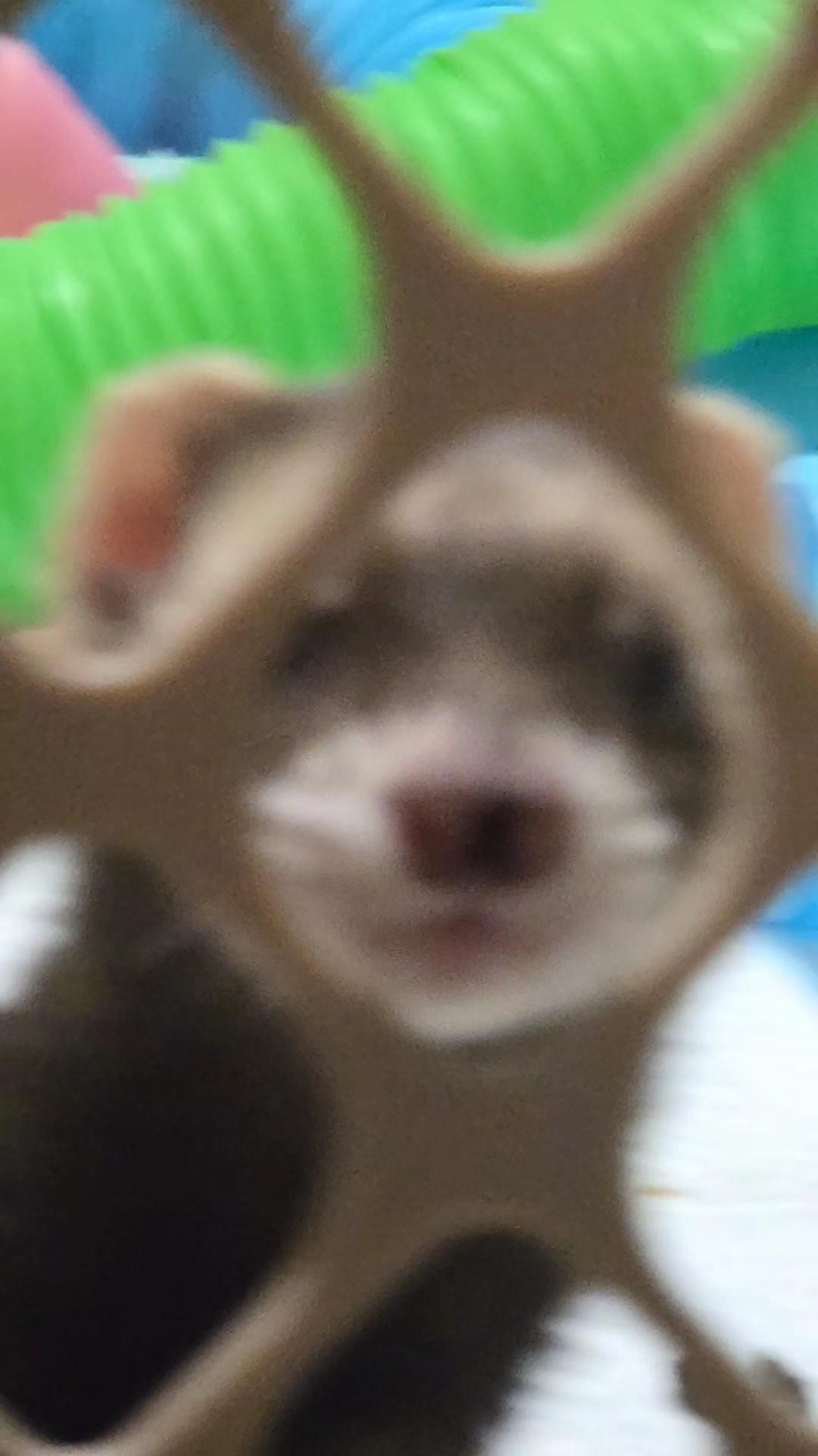 Biscuit's many faces | Scrolller