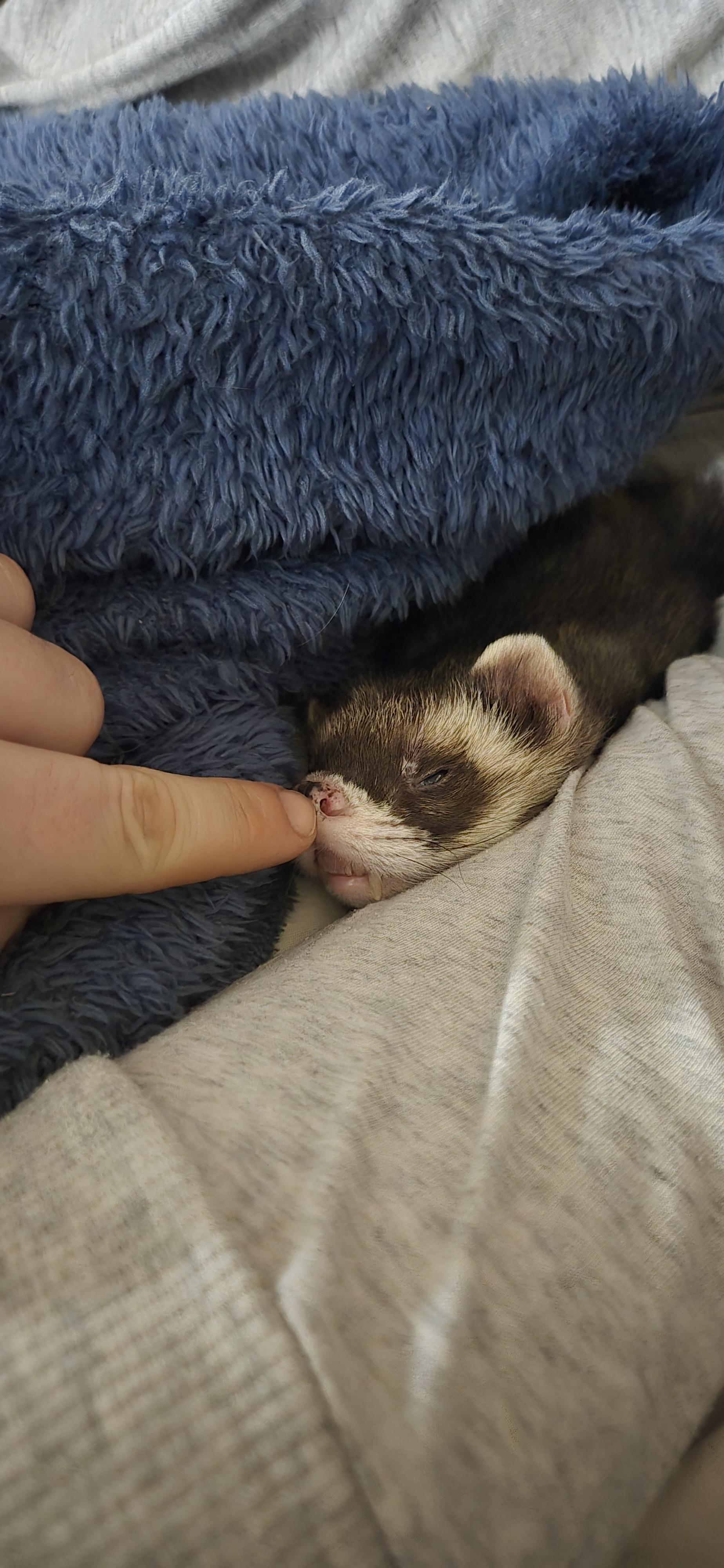 Biscuit's many faces | Scrolller