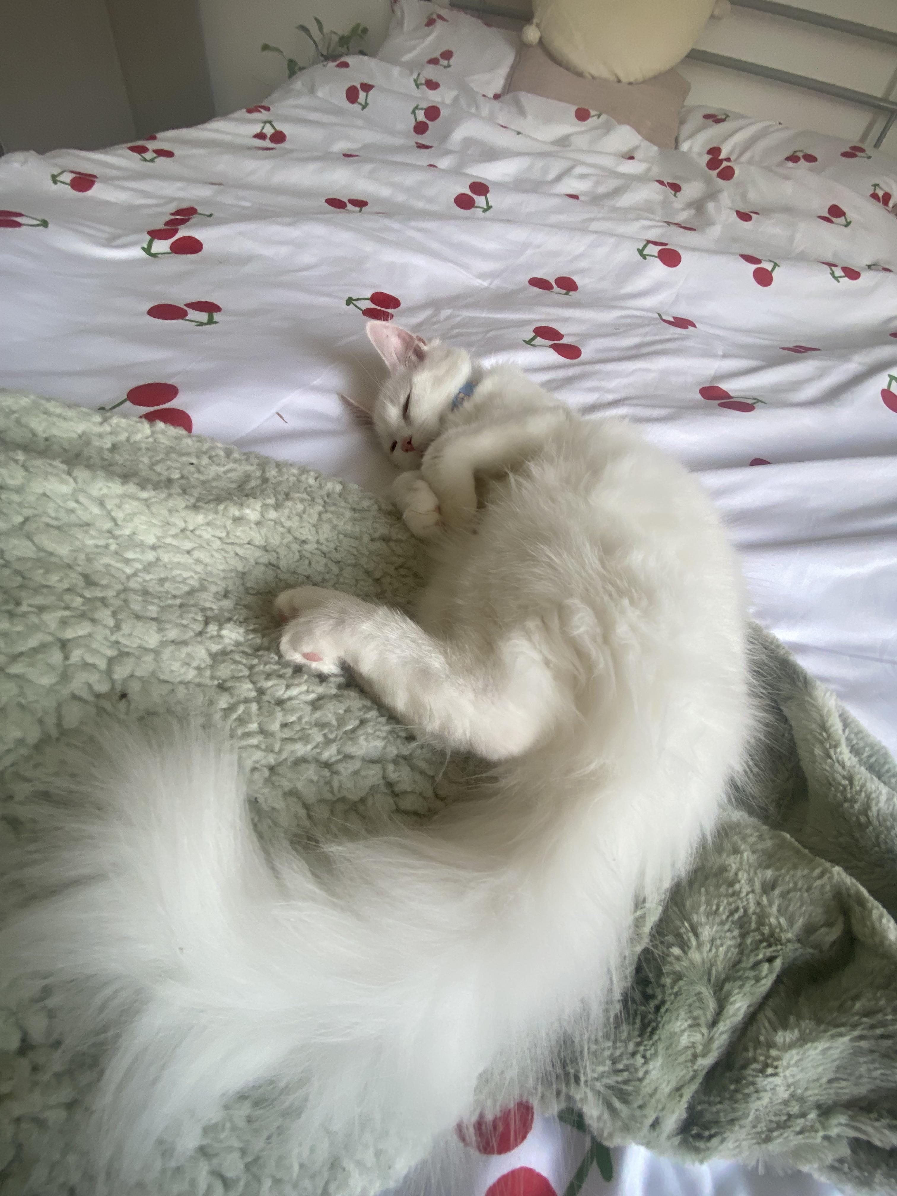 Floofy nap | Scrolller
