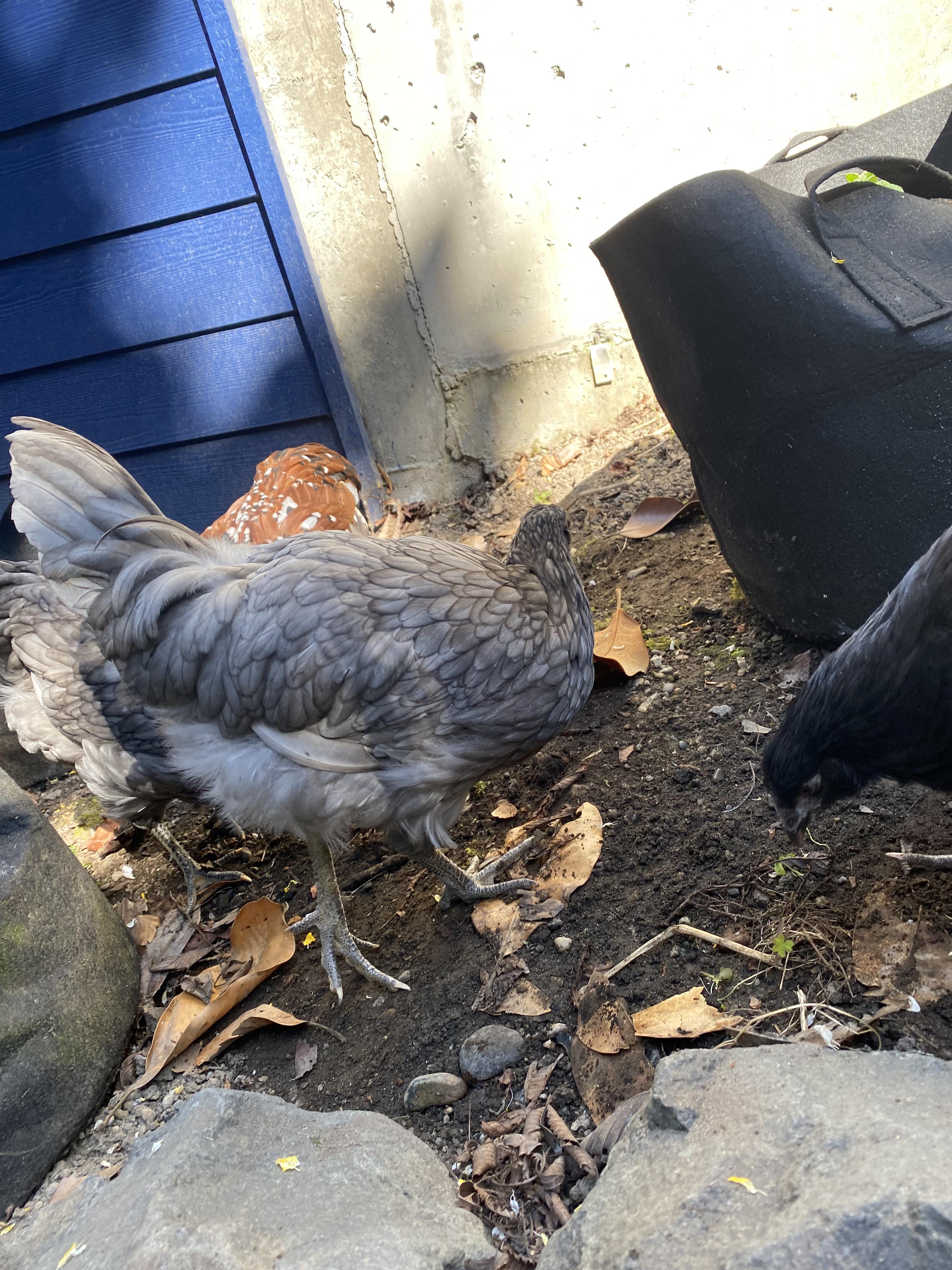 Is this a rooster? | Scrolller