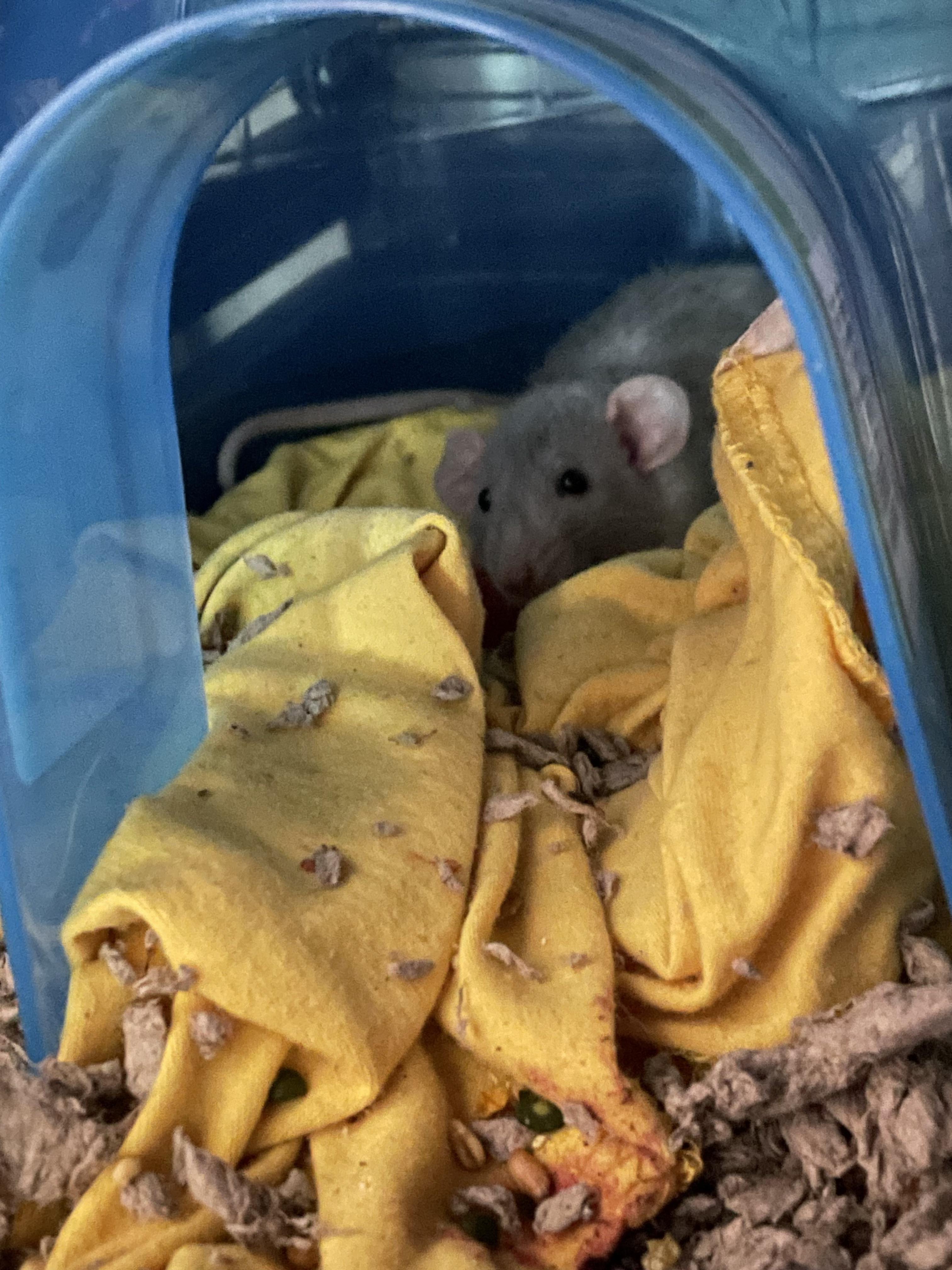 New rat introduction! | Scrolller