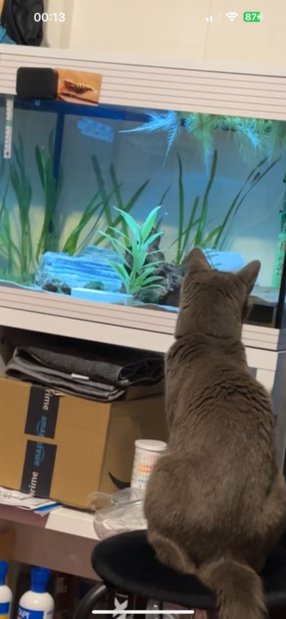 Unknown plant identification help | Scrolller