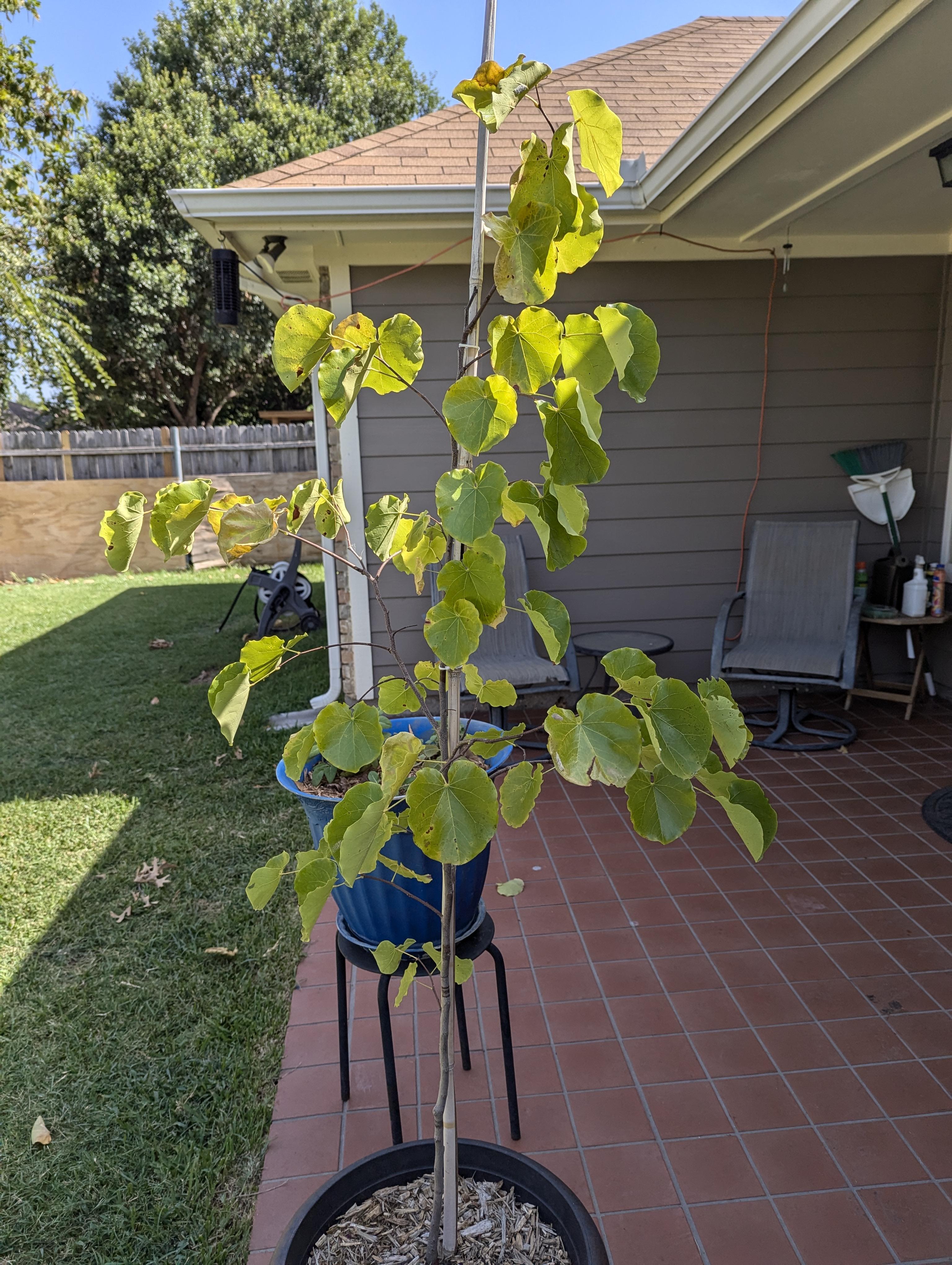 Cercis Canadensis Health Check | Scrolller