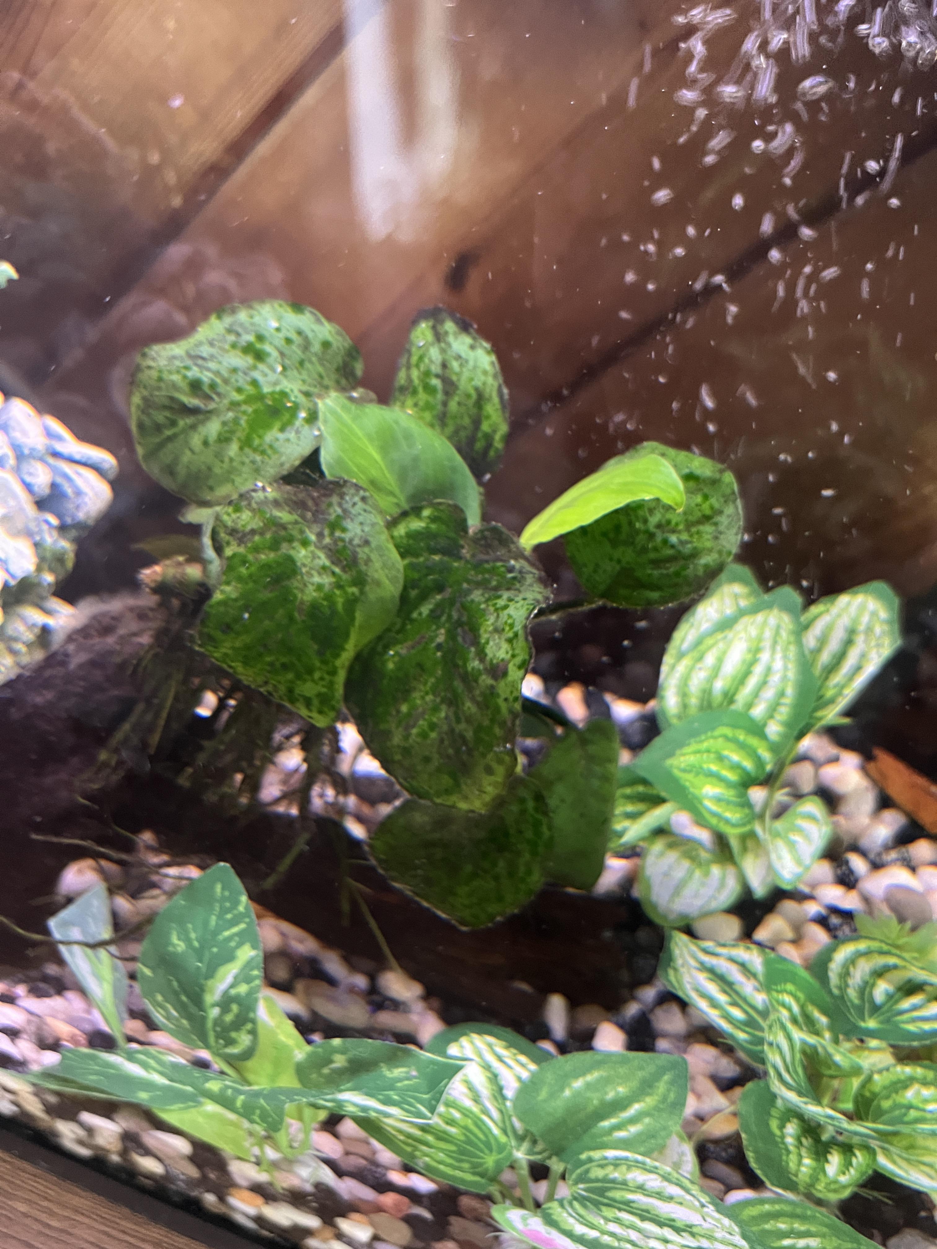 Help with Anubias and Blackwood | Scrolller