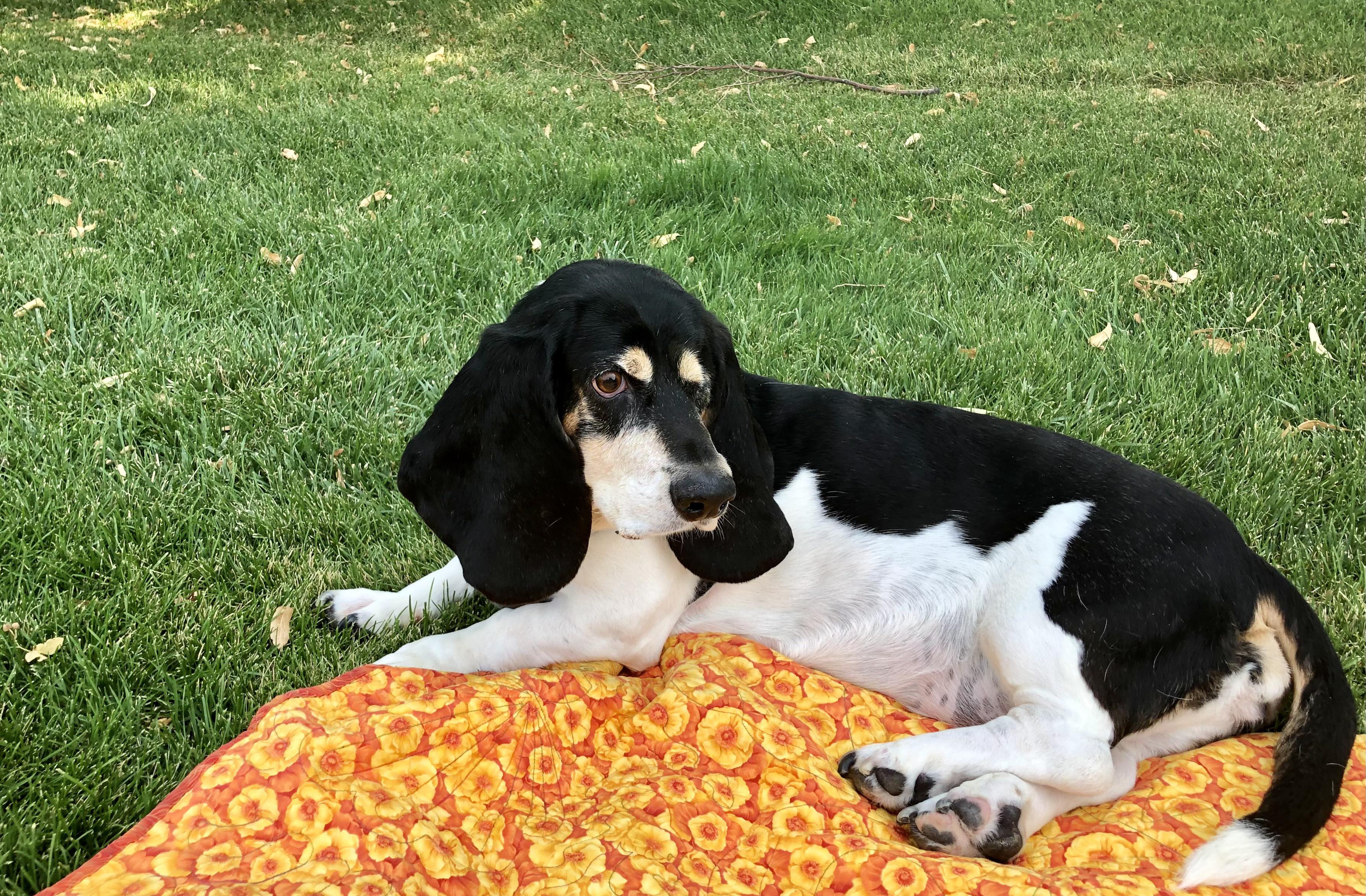 Rosie (aka Rosie Toes, Nosy Rosie, Miss Rosie, Coziest Rose) | Scrolller