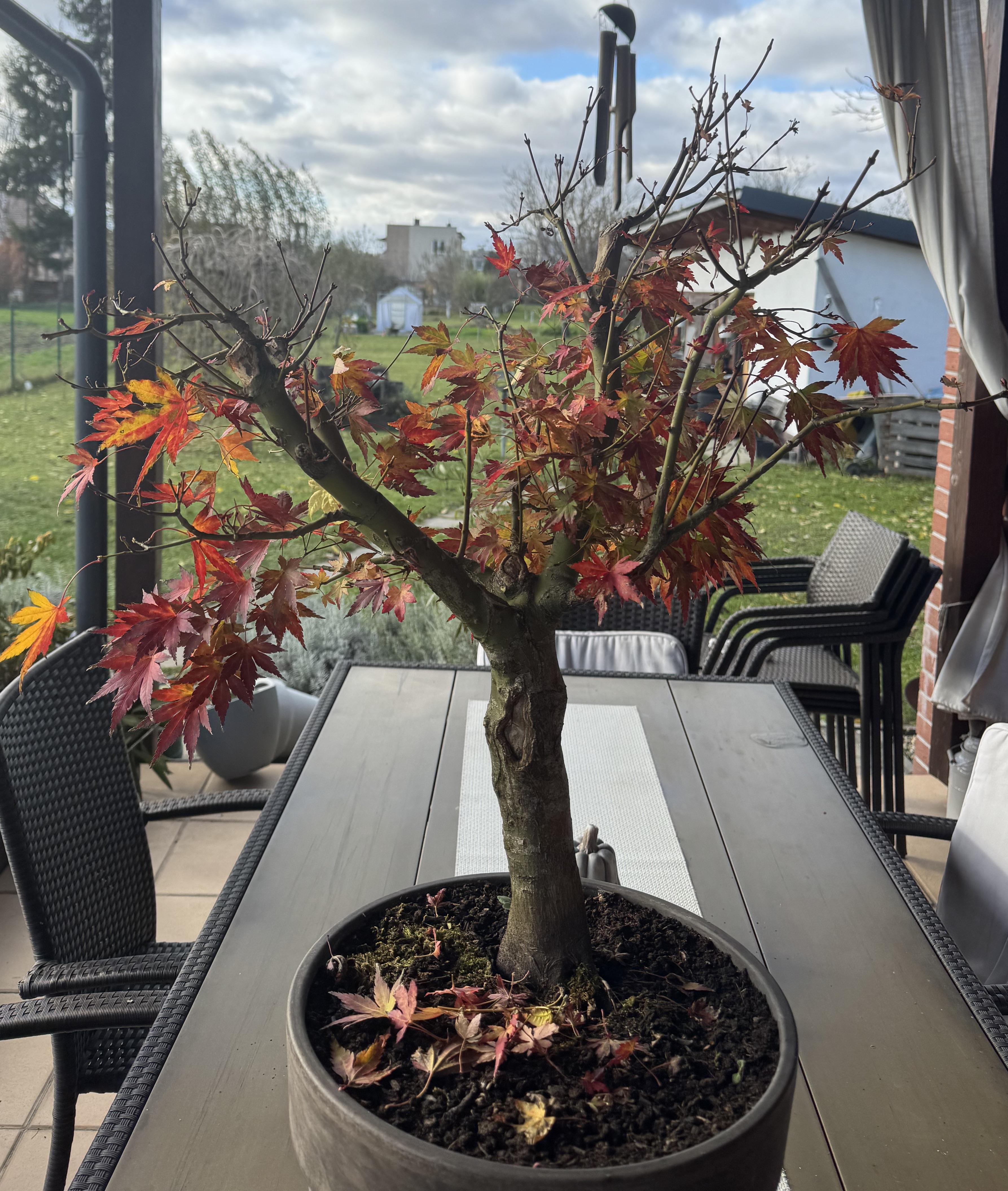Japanese maple pruning po | Scrolller