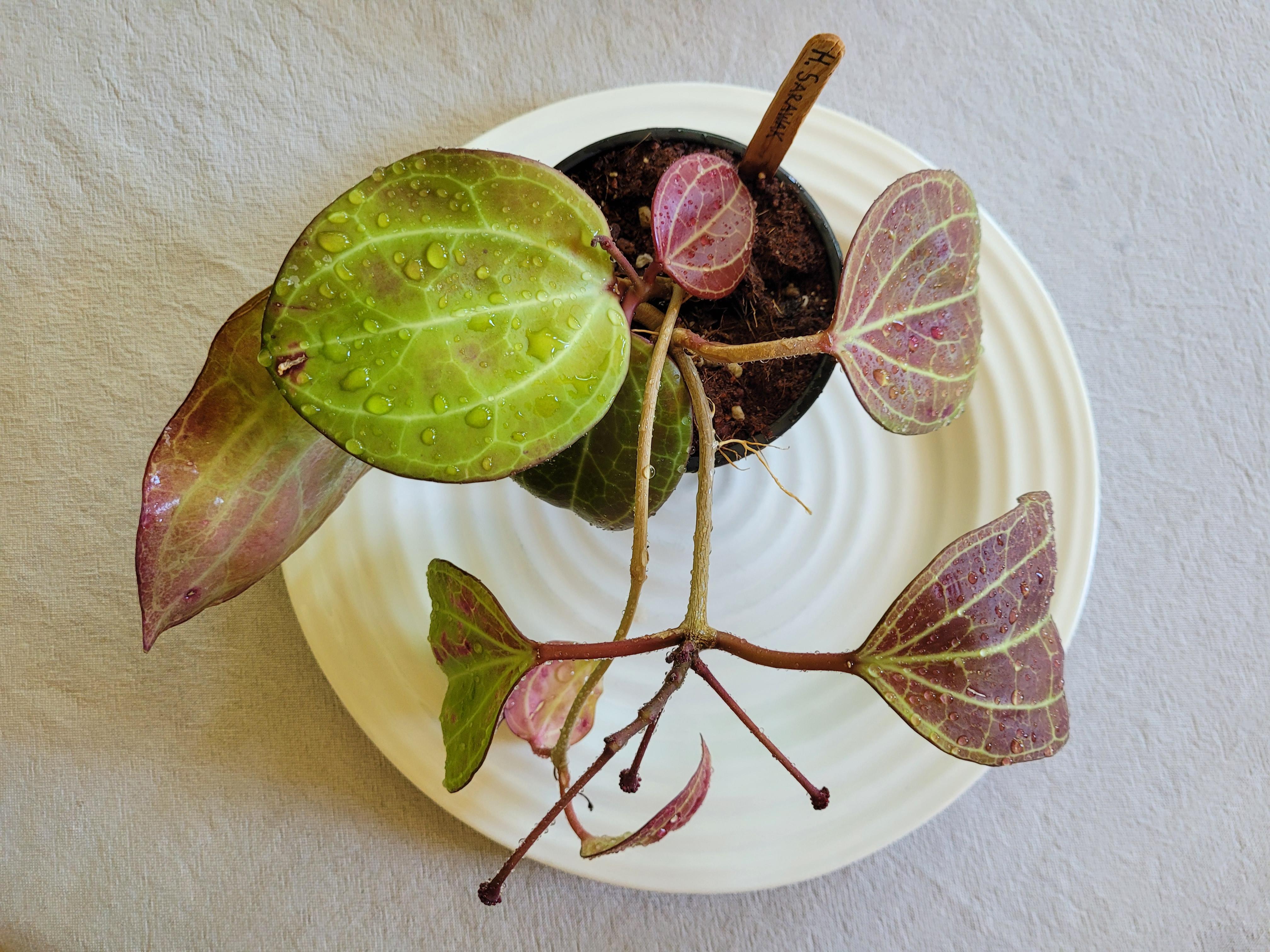 Hoya Latifolia Sarawak | Scrolller