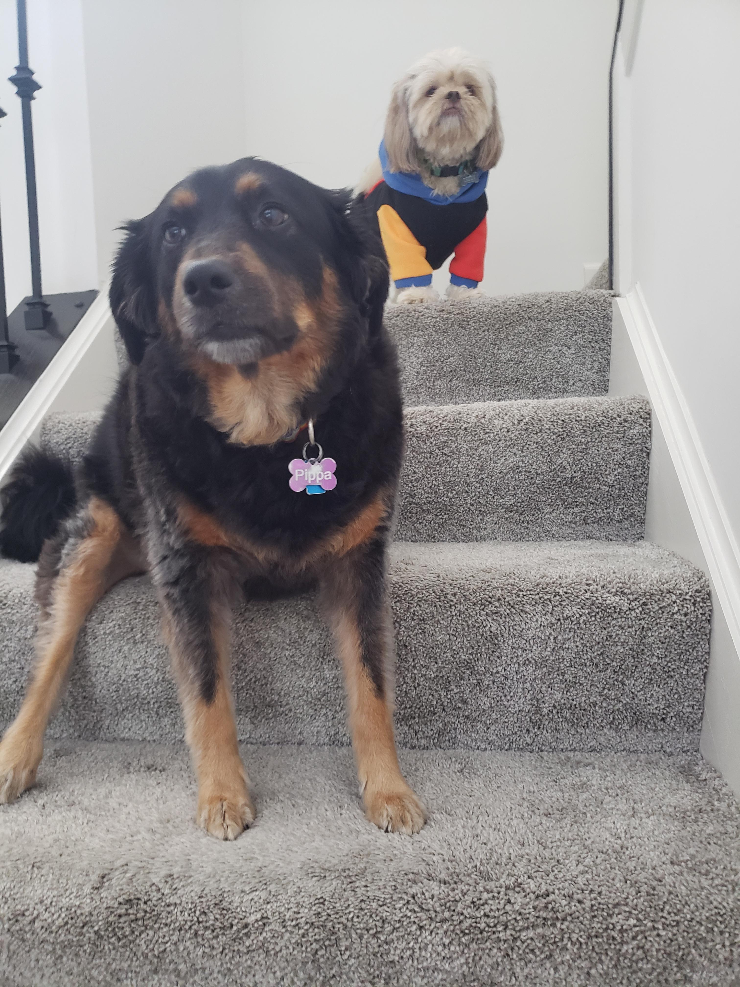 Ted trying on his new hoodie:) | Scrolller