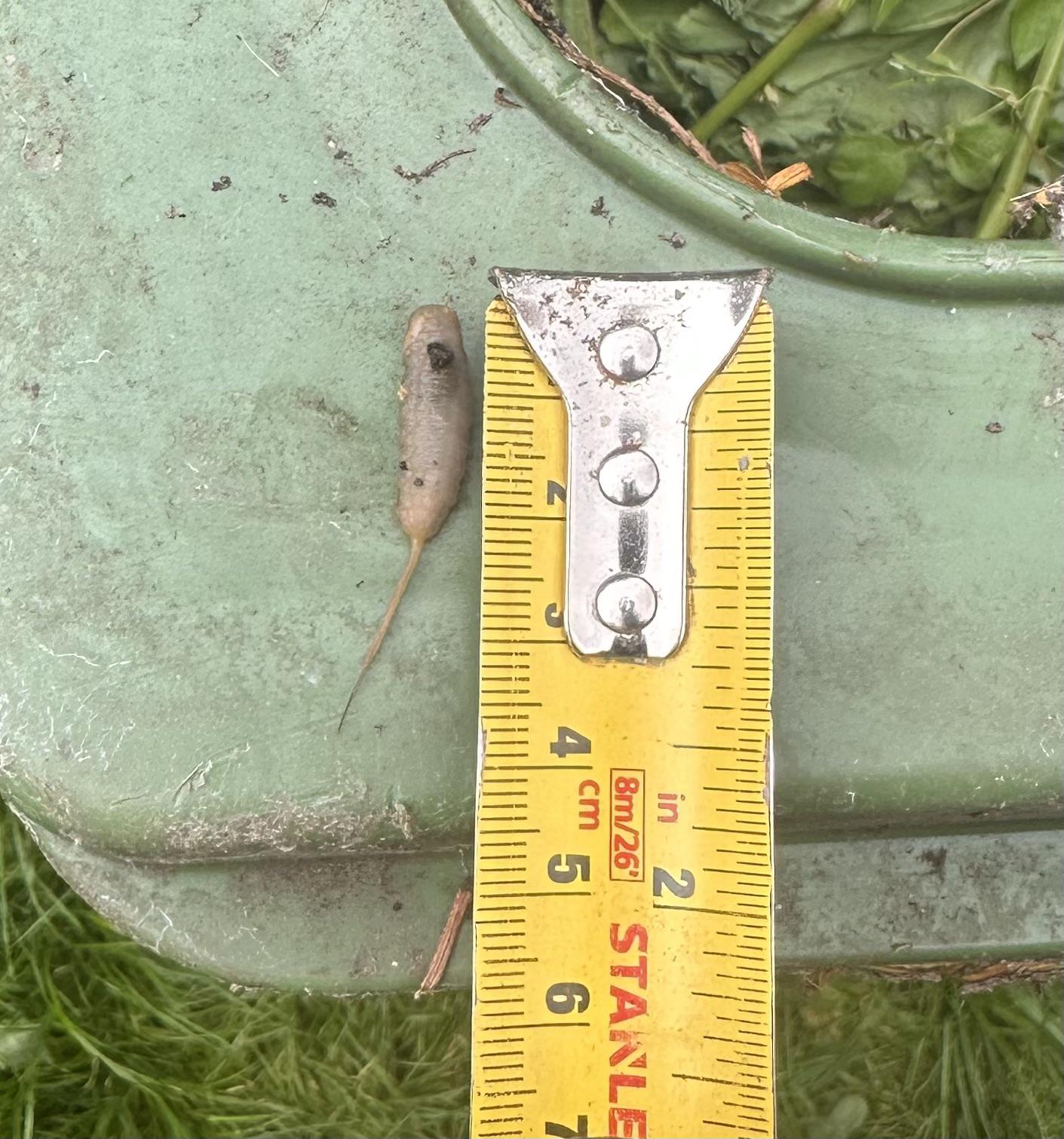 Creature ID | Scrolller