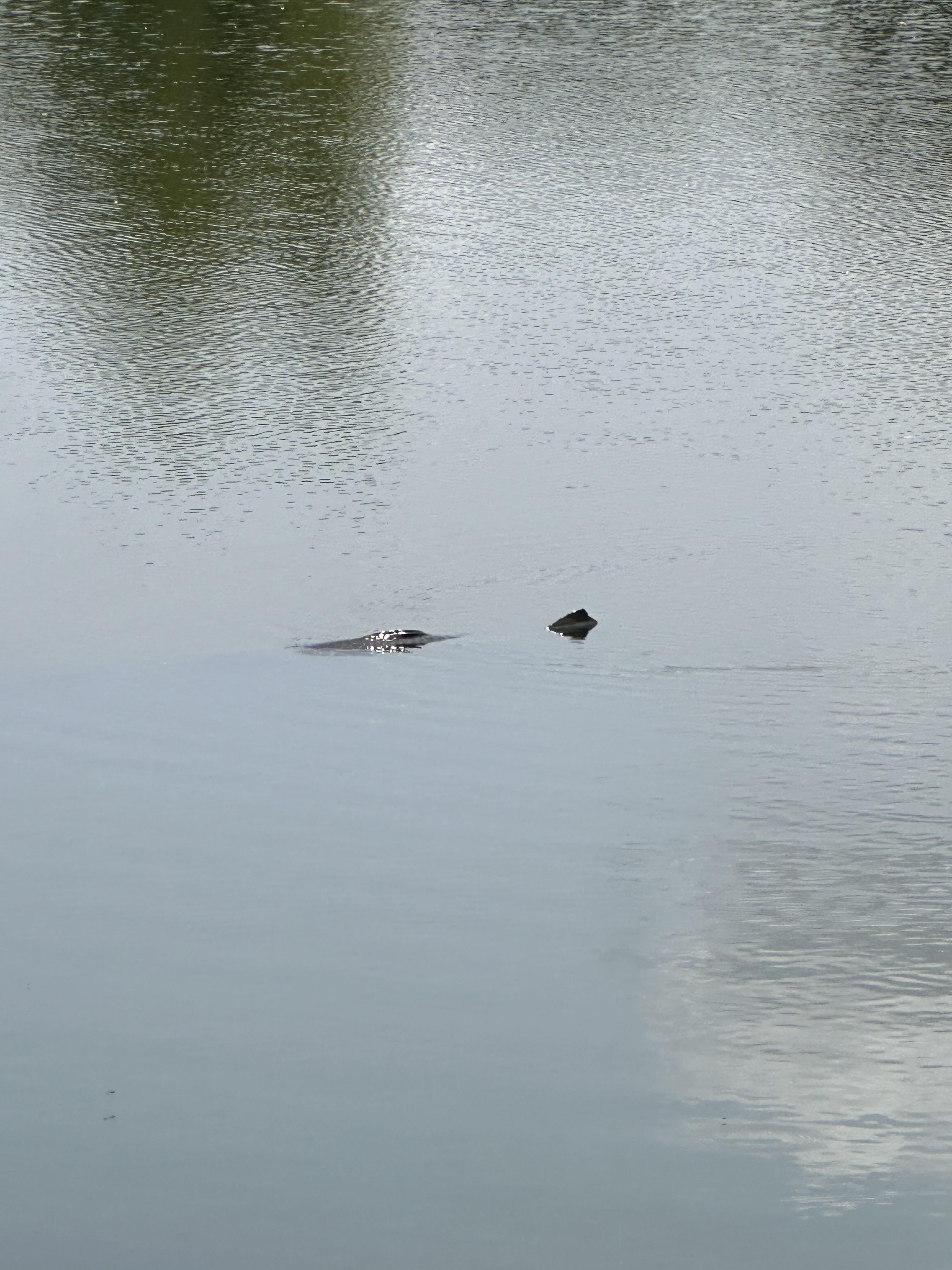What is this? upstate ny | Scrolller