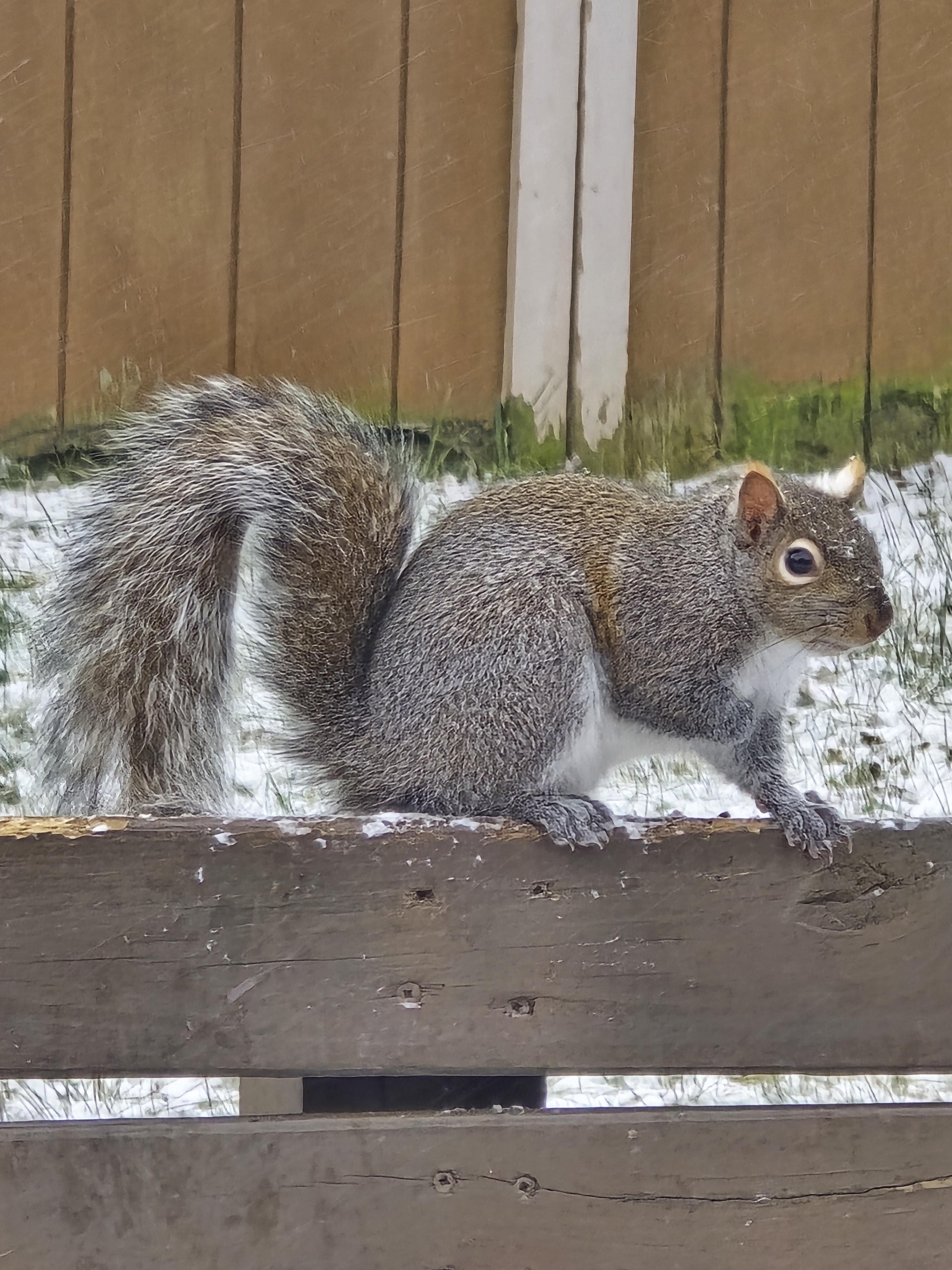 Snowy snackers continued | Scrolller