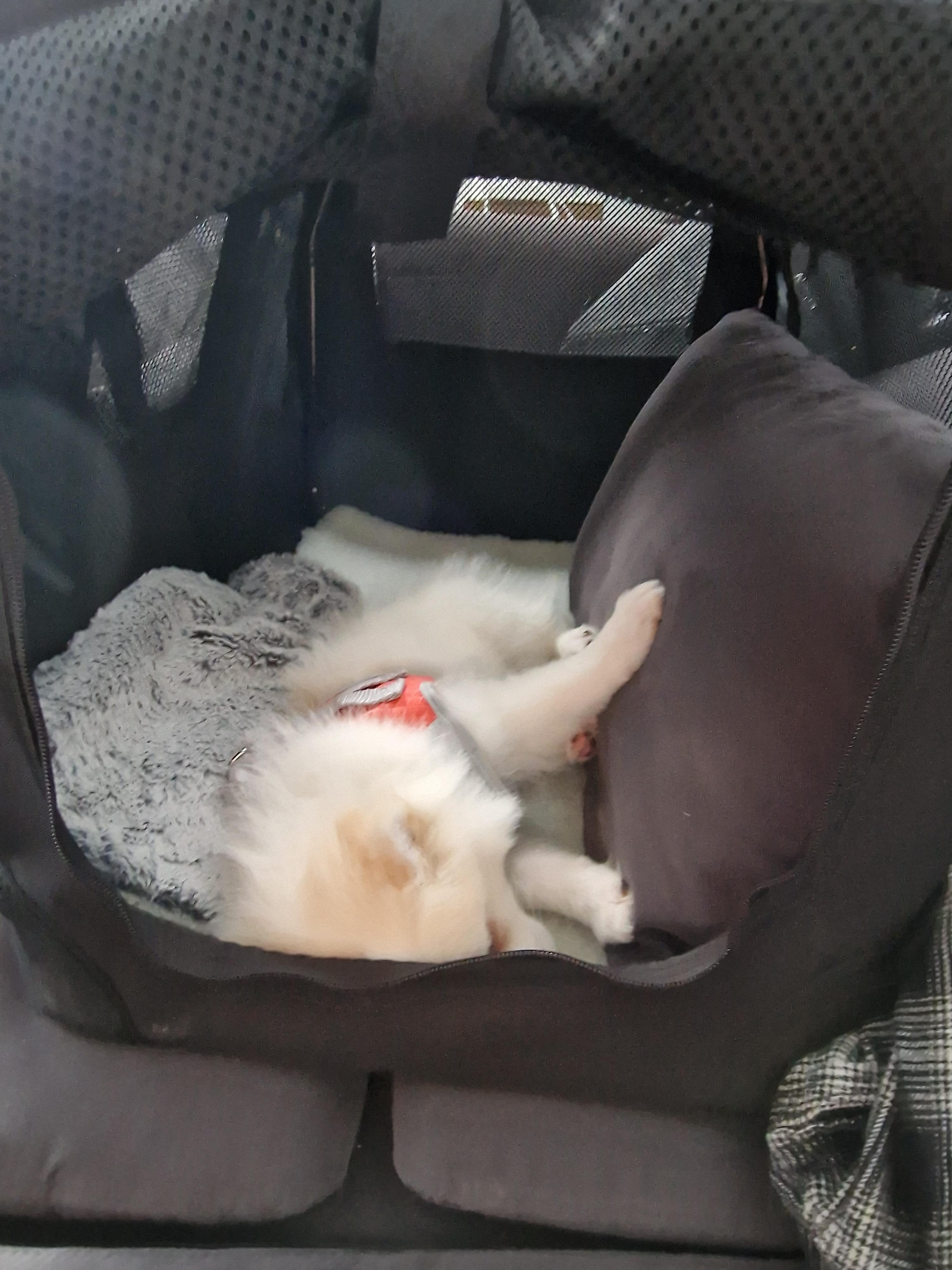 First day crate training Theodore! | Scrolller