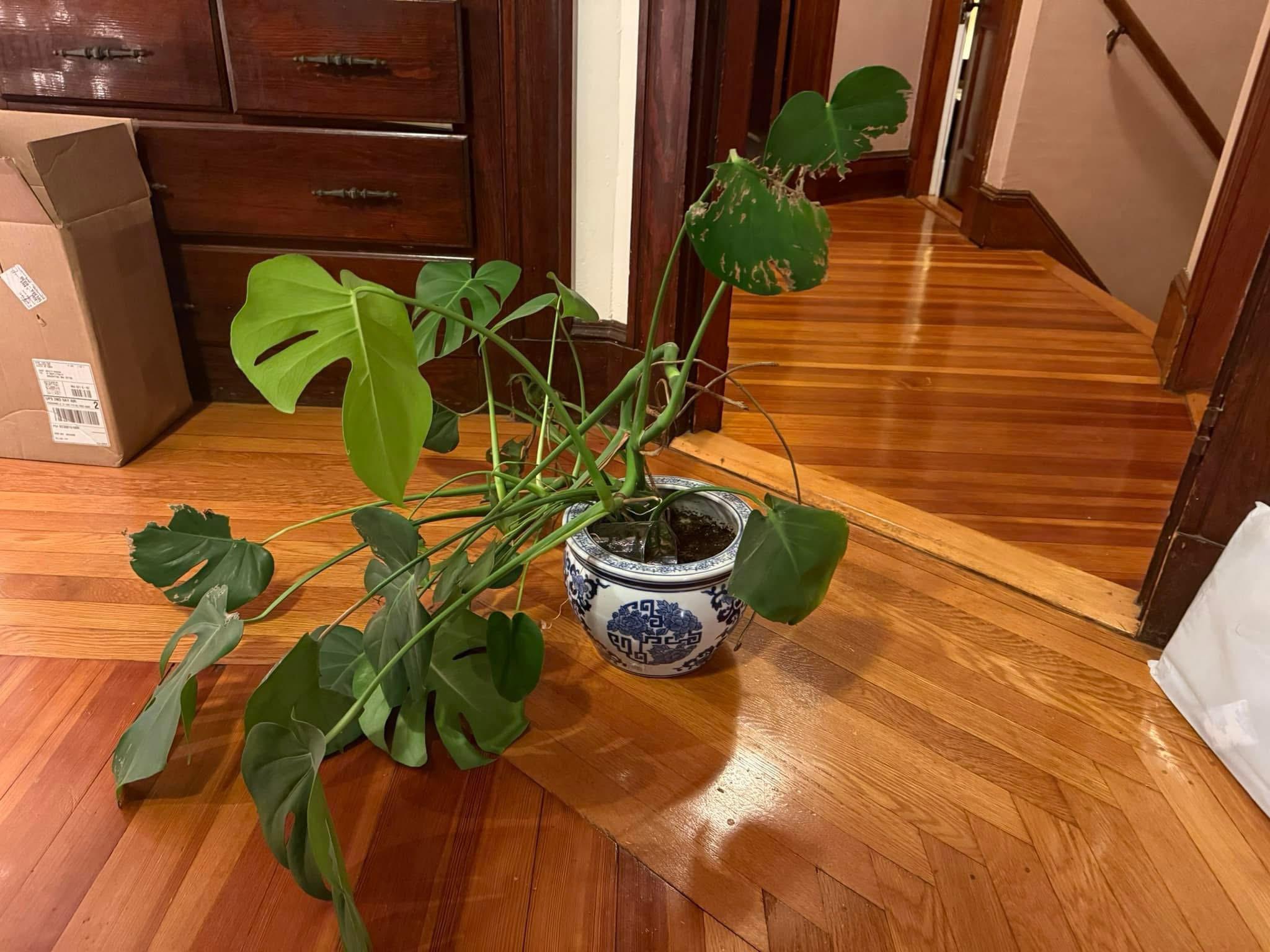 Help with monstera rescue! | Scrolller