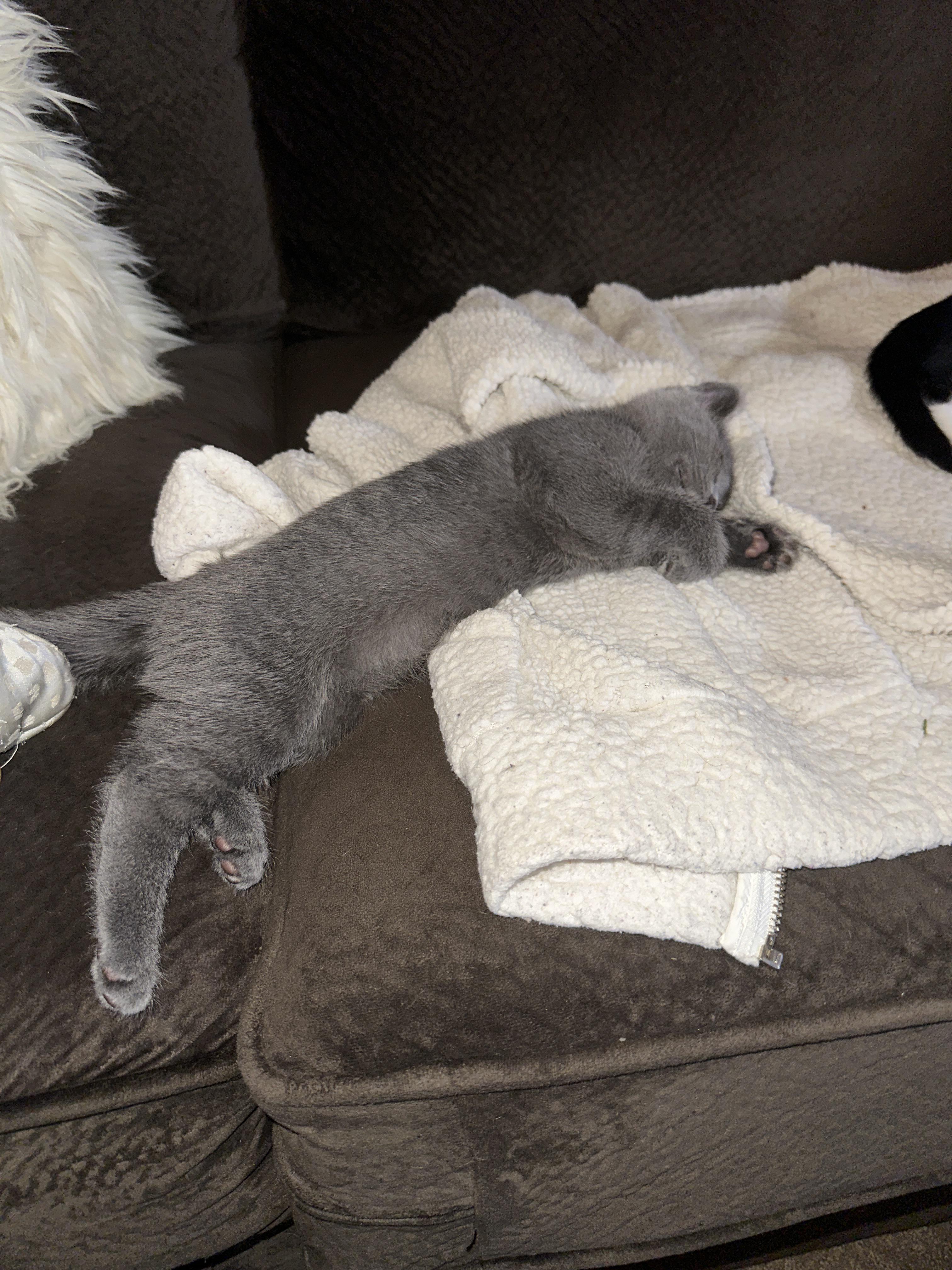 Show me your sleeping kitties | Scrolller