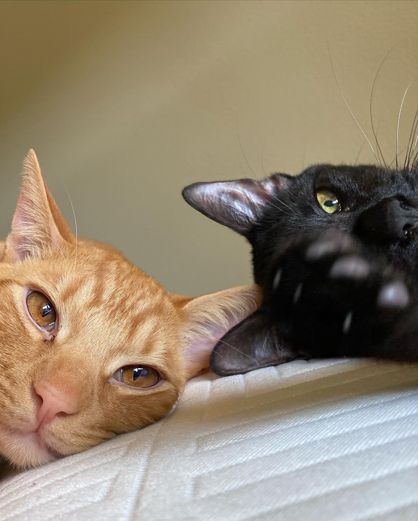 Since my previous cat post made some people happy, I present, Kitties part 2. | Scrolller