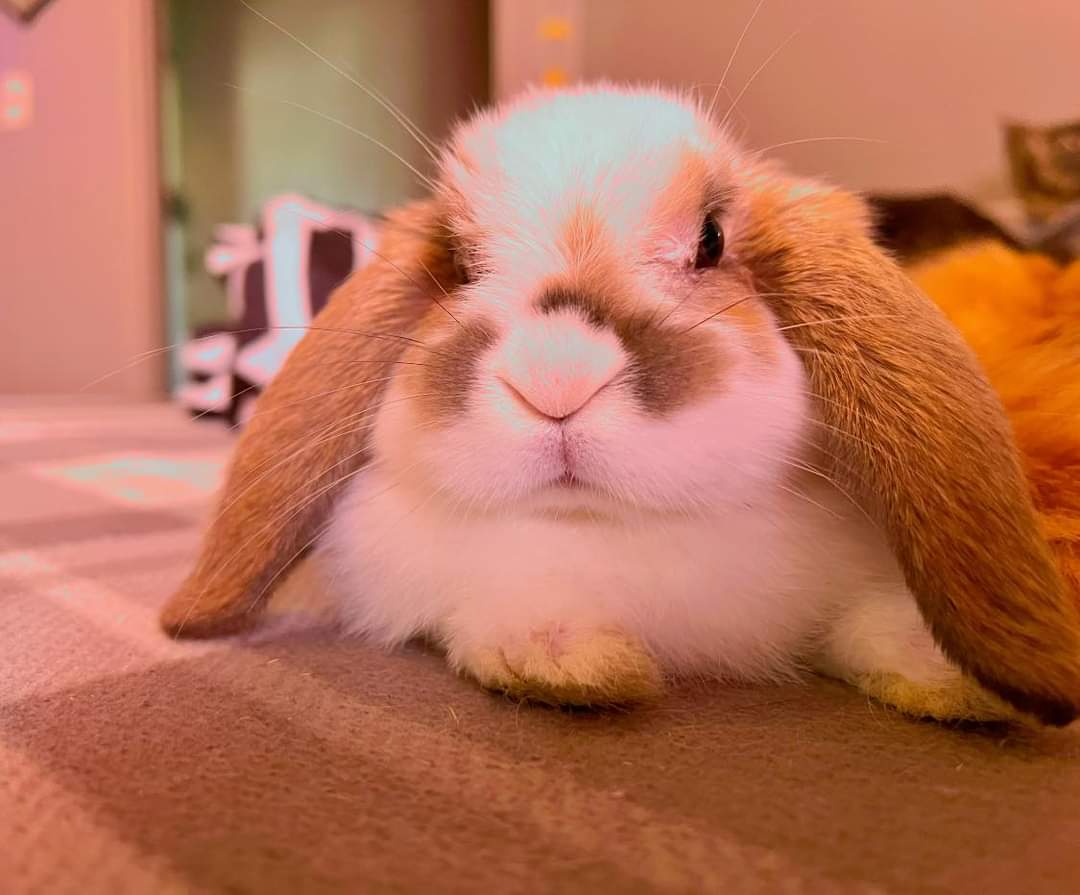 Meet Latte ☕️ | Scrolller