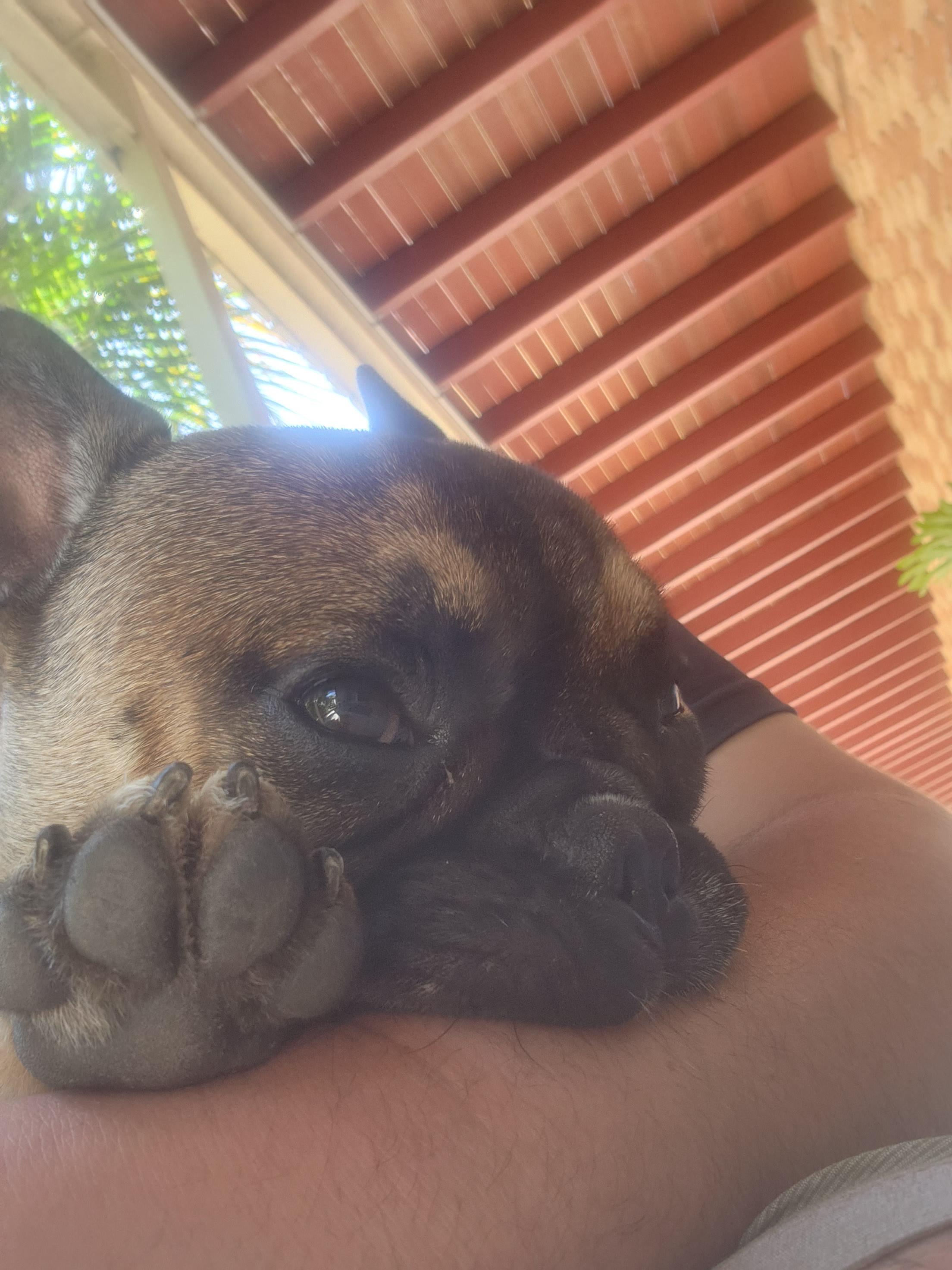 Hey anyone else's frenchy chew your arm? | Scrolller