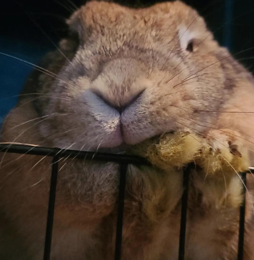 Advice on how to bond 2 female rabbits? | Scrolller