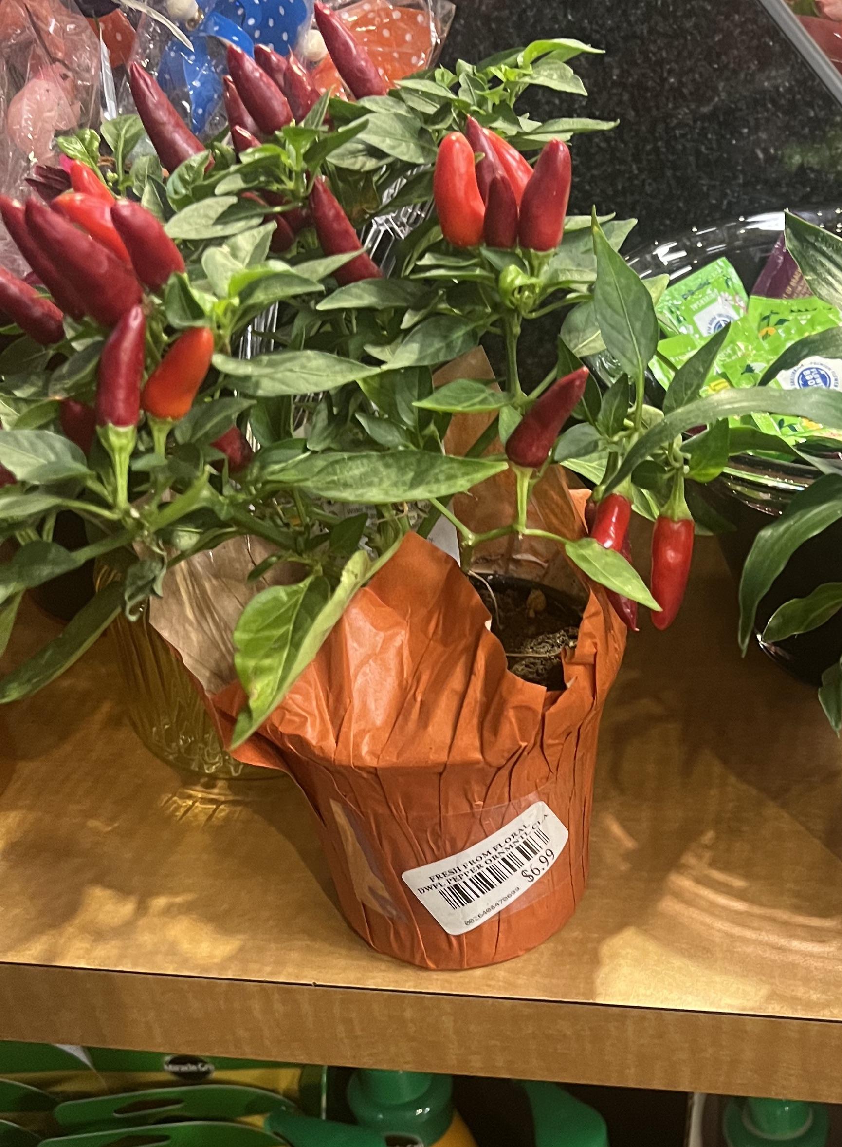 Are these peppers edible? | Scrolller