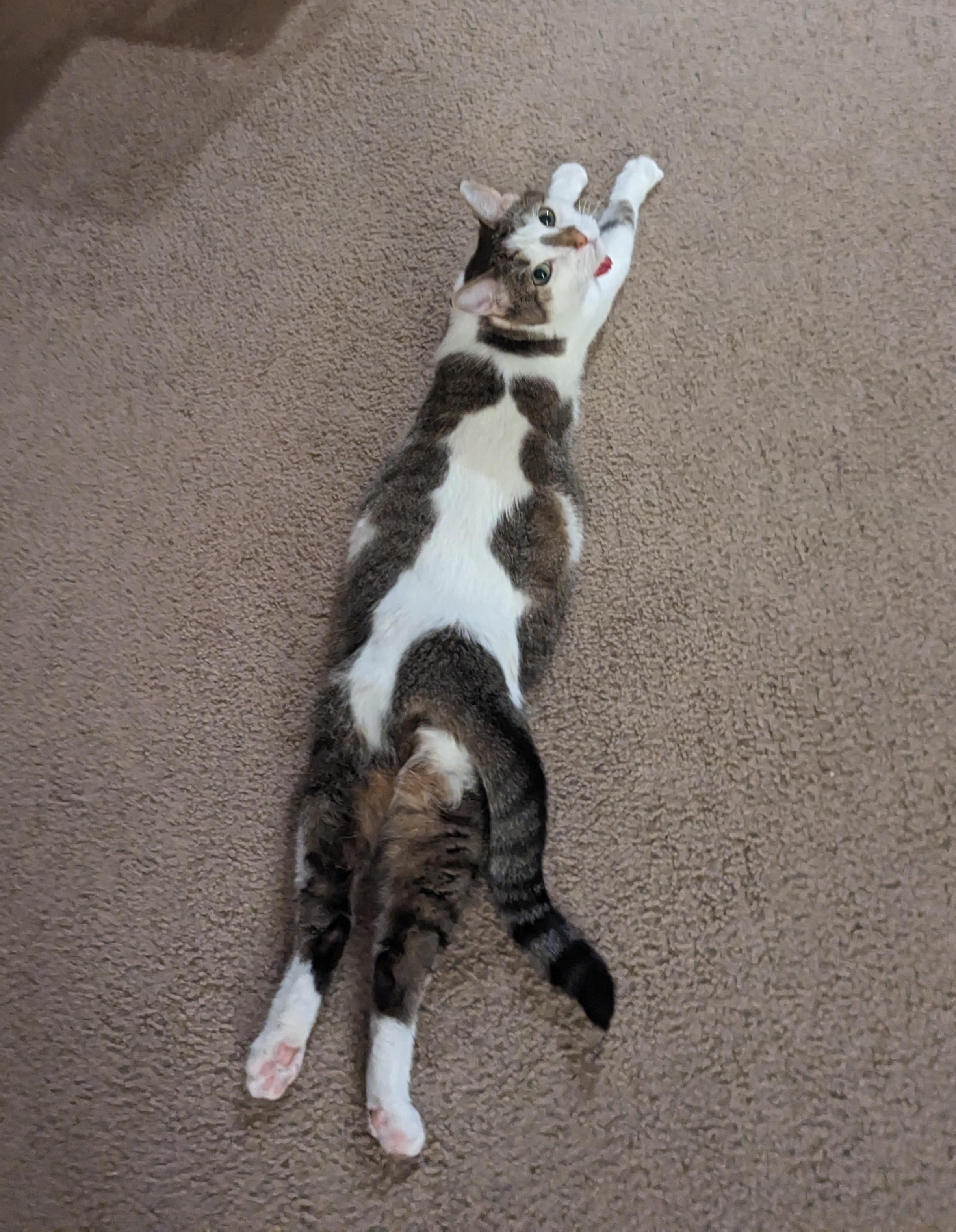 Any other cats enjoy "splooting"? | Scrolller