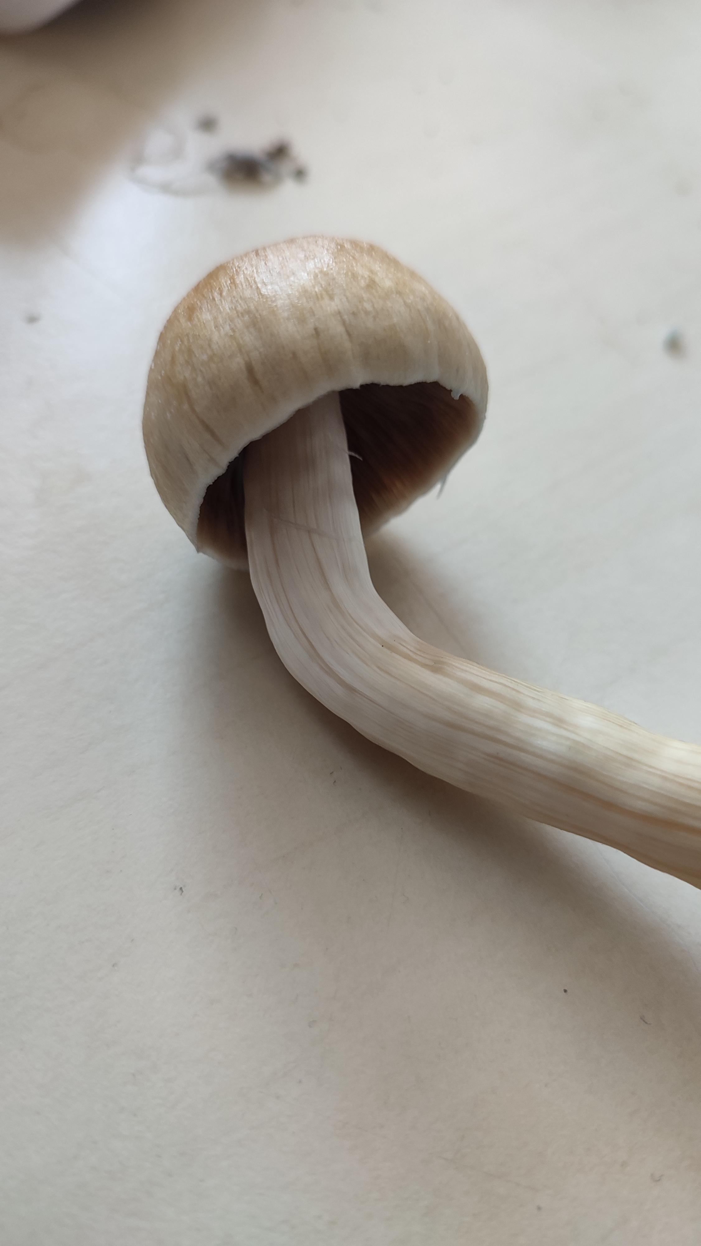 You guys dry your shrooms with or without the foreskin? | Scrolller