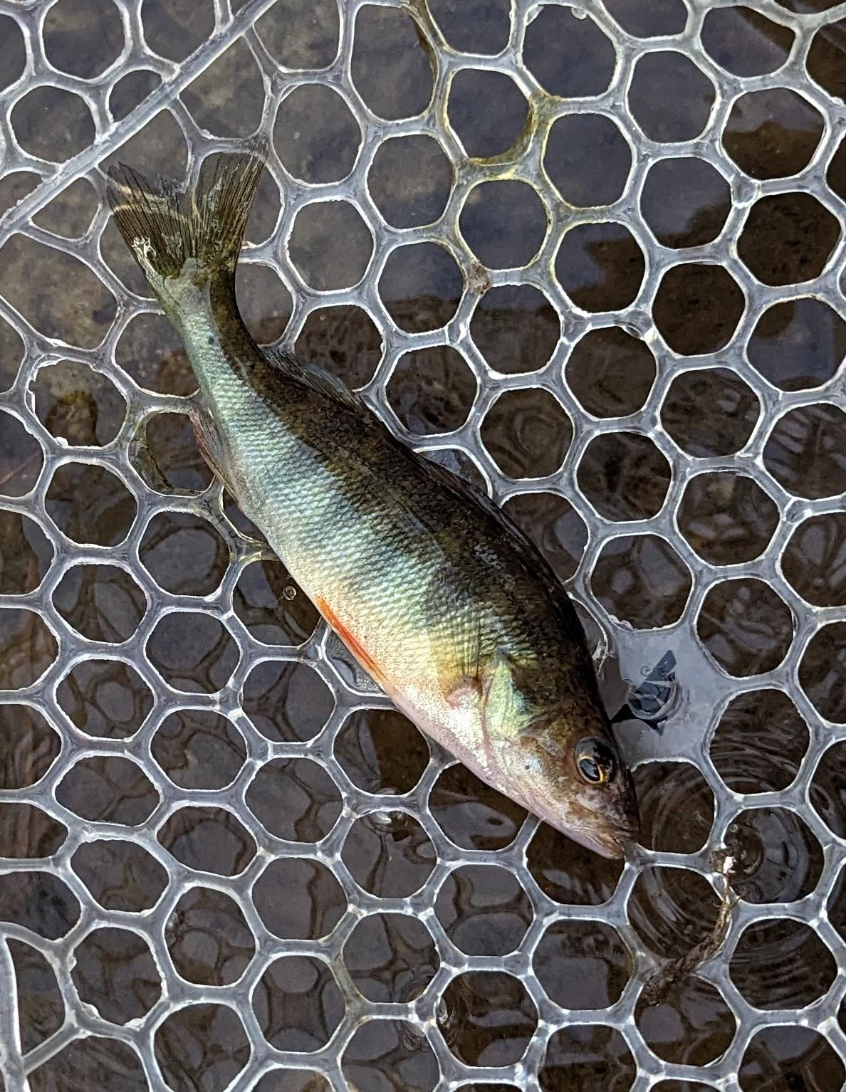 Help identify these fish | Scrolller