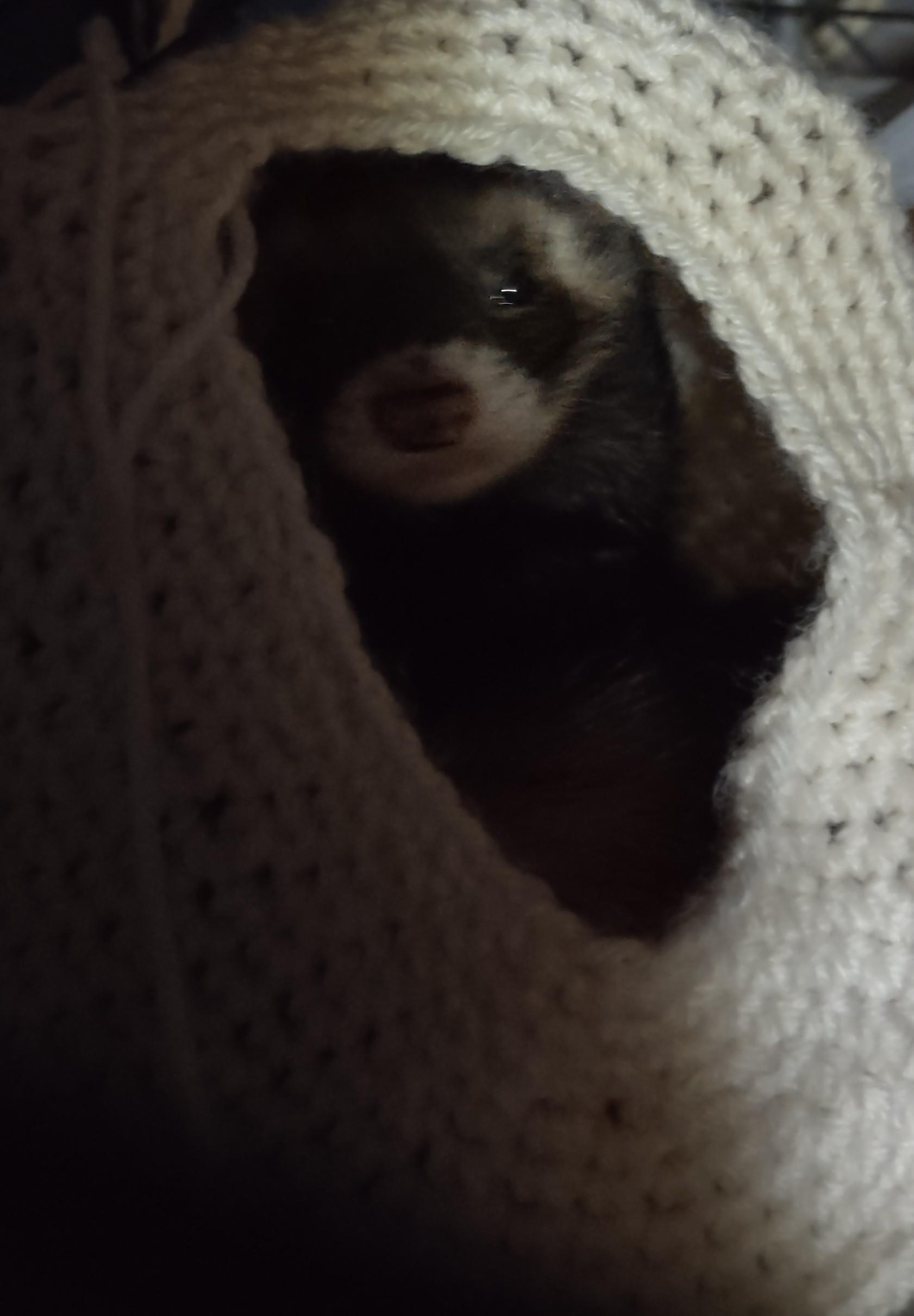 Just got a ferret for the first time in 5 years! Super happy! | Scrolller